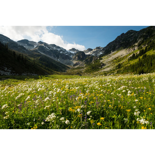 Alpen Home Mountain Wildflowers In Bloom by StockstudioX - Wrapped ...