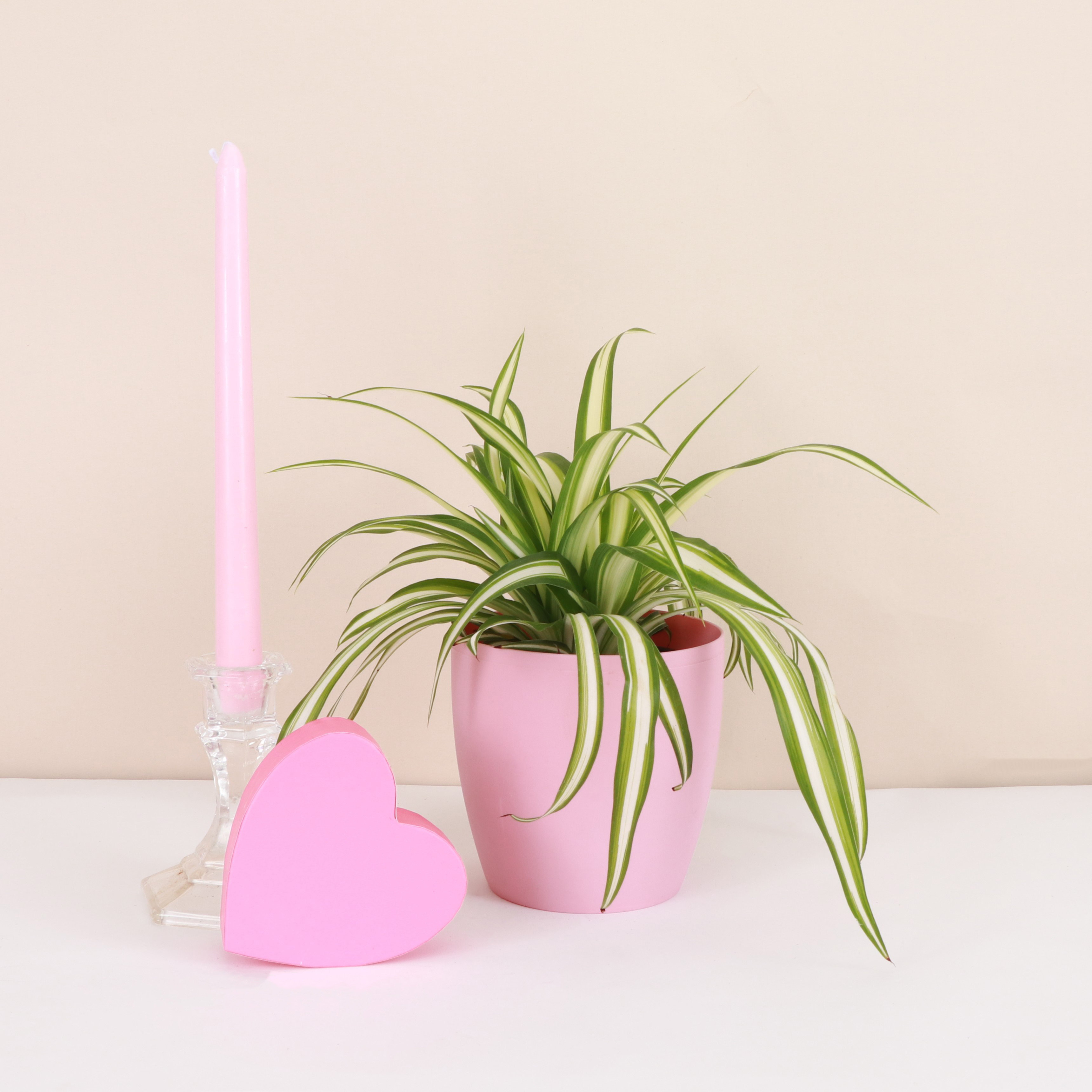 Thorsen's Greenhouse Live Spider Plant in Classic Pot | Perigold