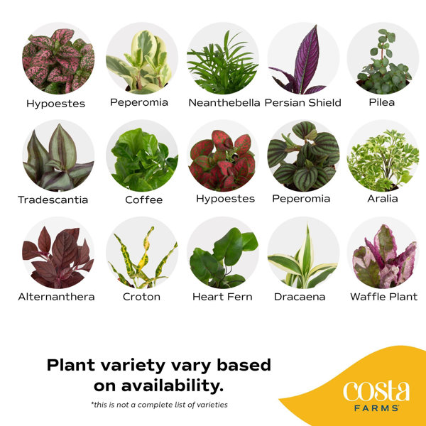 Costa Farms 6 Piece Costa Farms Live Mini Foliage Collection Low ...