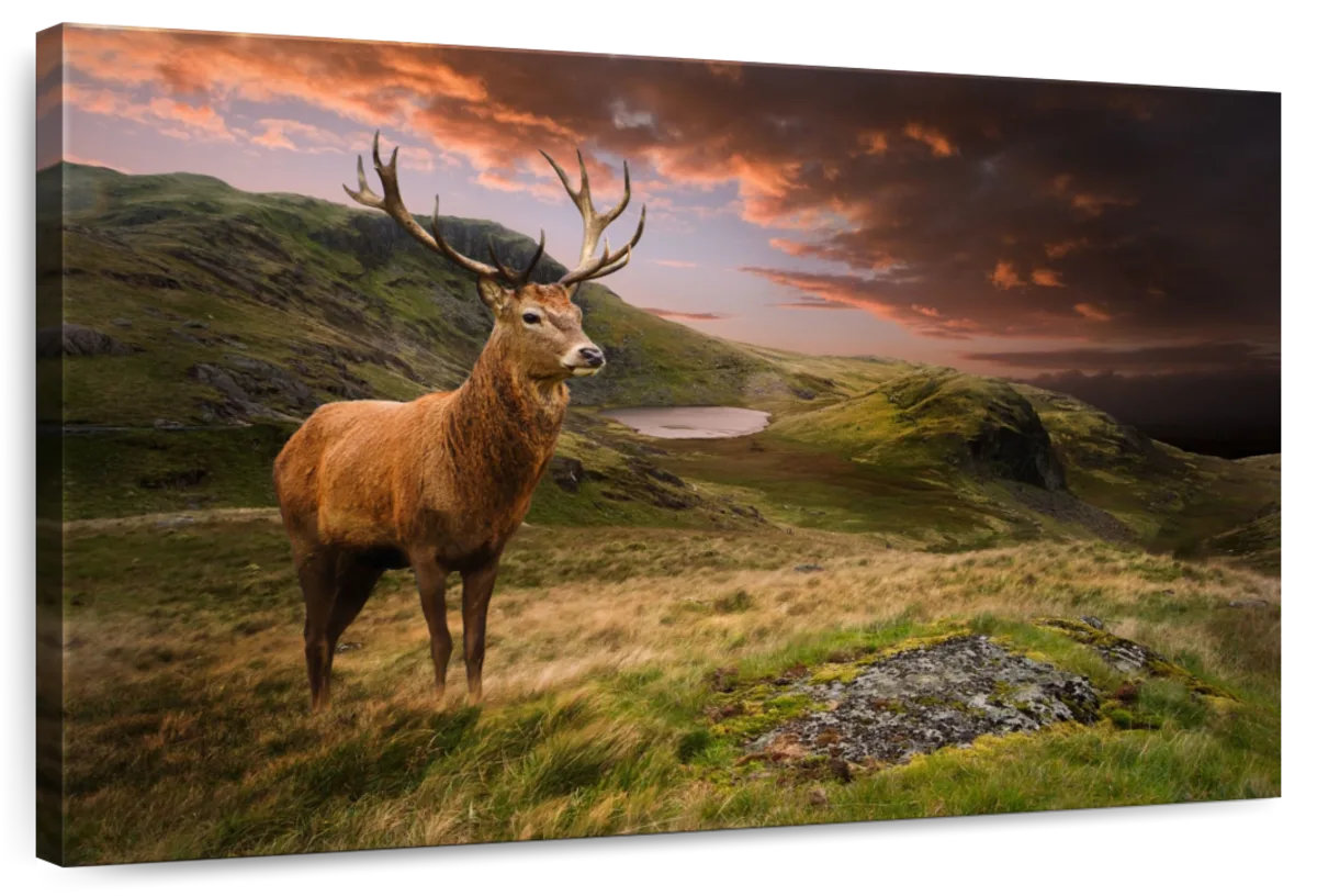 Ebern Designs Crowle Deer At Sunset | Wayfair