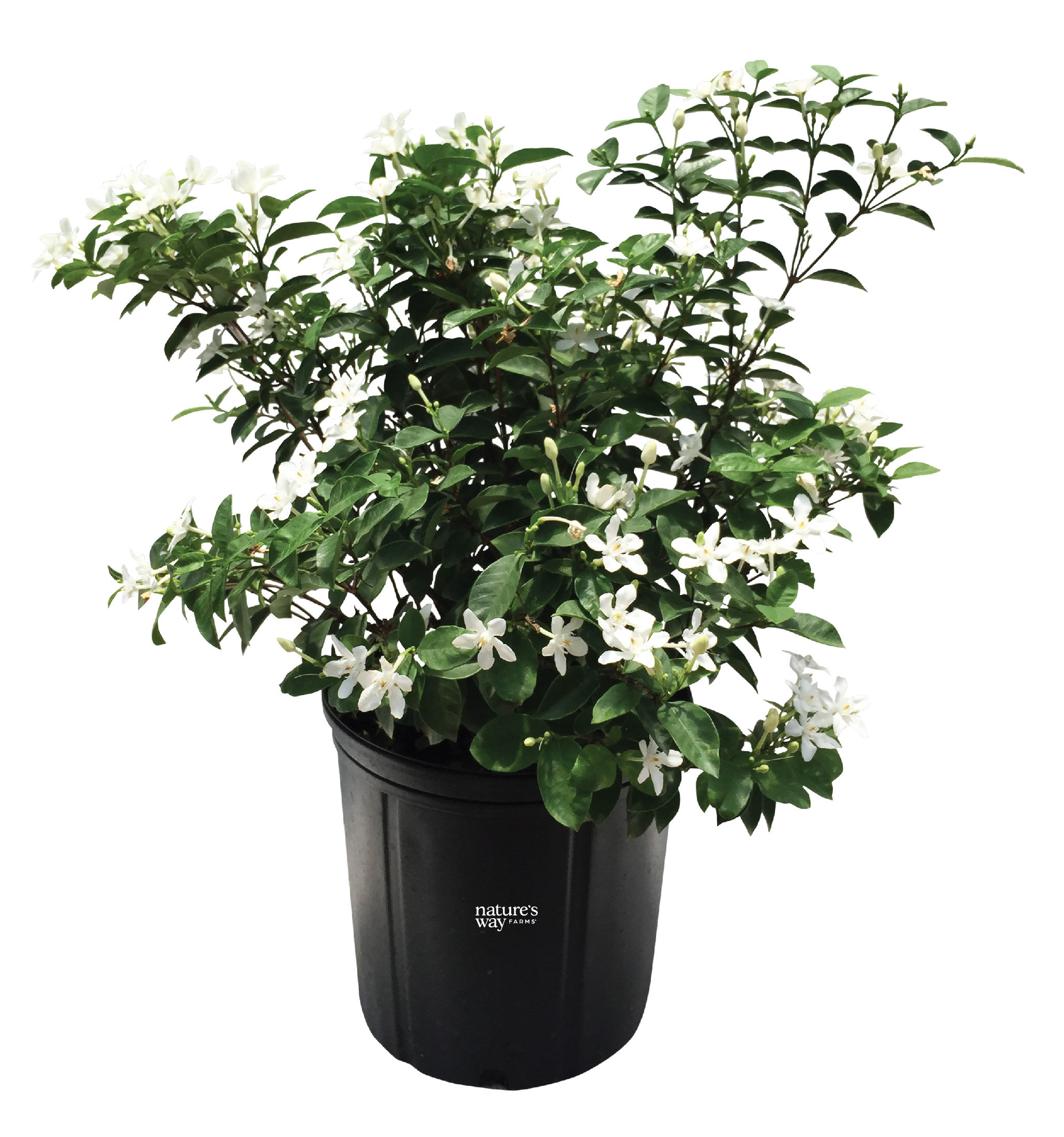 Natures Way Farms Nature's Way Farms Jasmine Asian Snow Live Plant ...