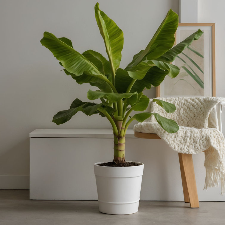 Plant in a Box Musa Basjoo - Banana plant - Height 55-70cm - Pot 21cm ...