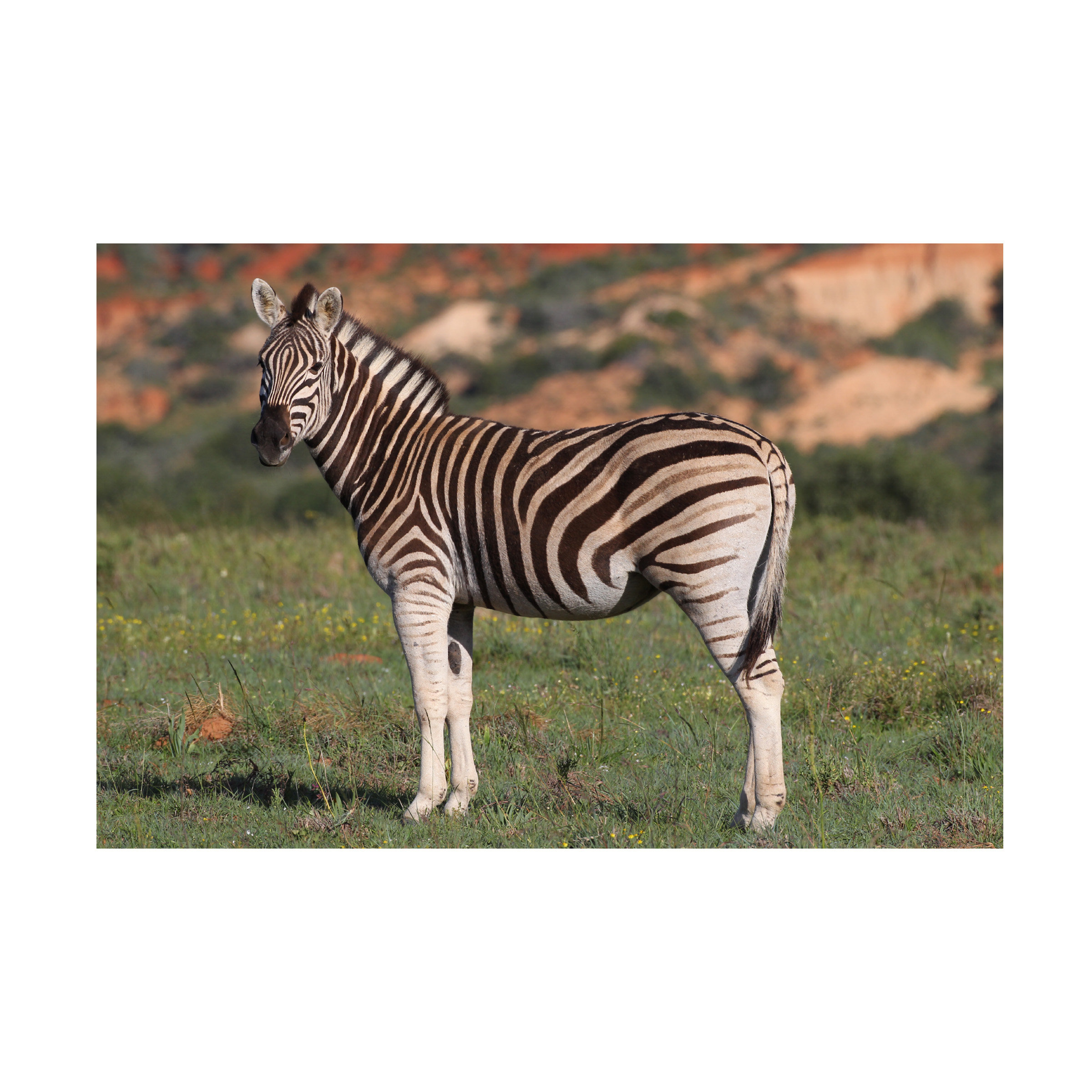 Union Rustic Bob Langrish 'Zebra Burchells 3' Canvas Art - Wayfair Canada