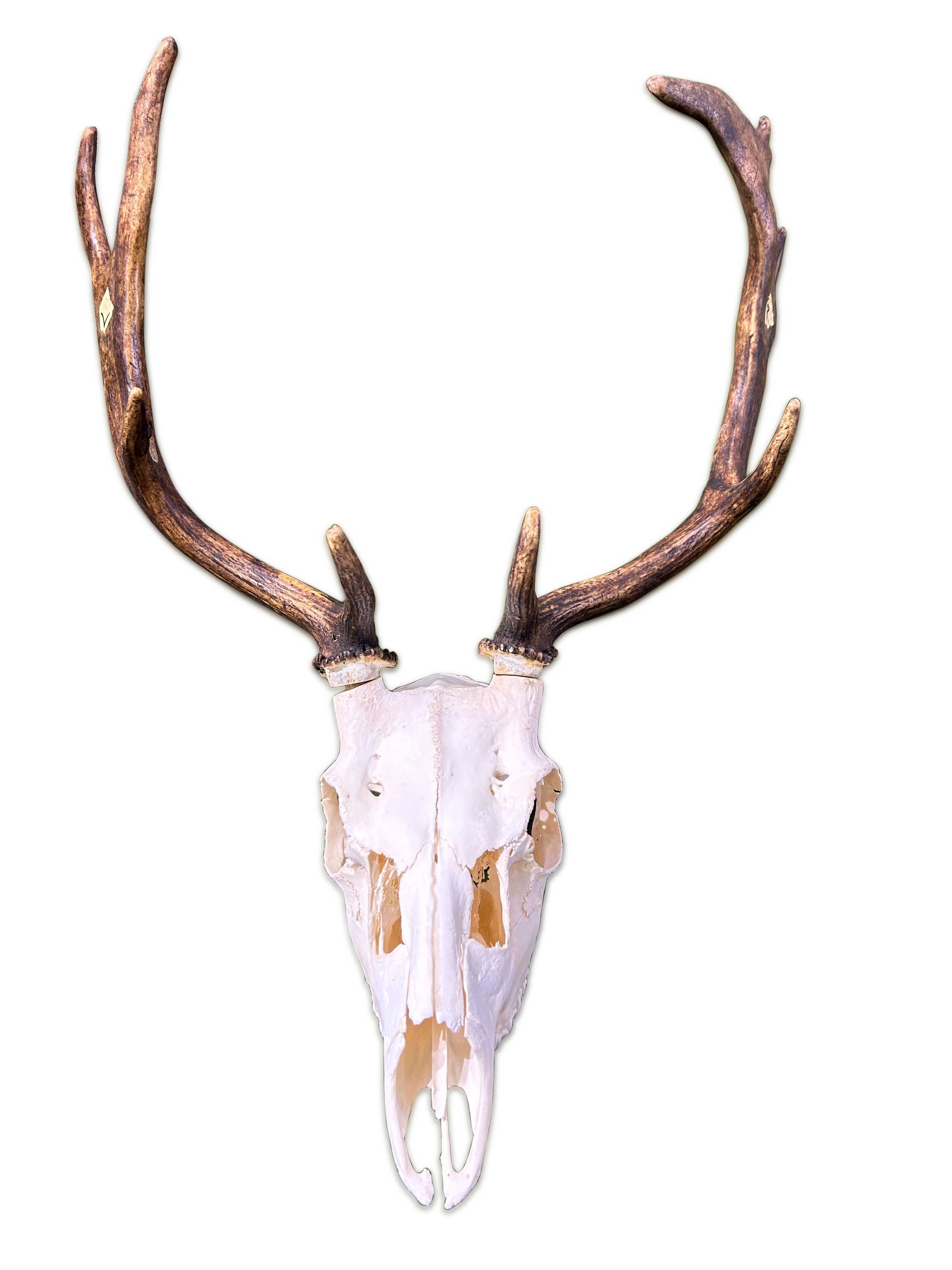 Union Rustic Courtdale Real Fallow Deer Skull (detachable horns) | Wayfair