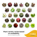 Costa Farms Indoor Tiny Plants Collection House Plant in 2-inch Nursery ...