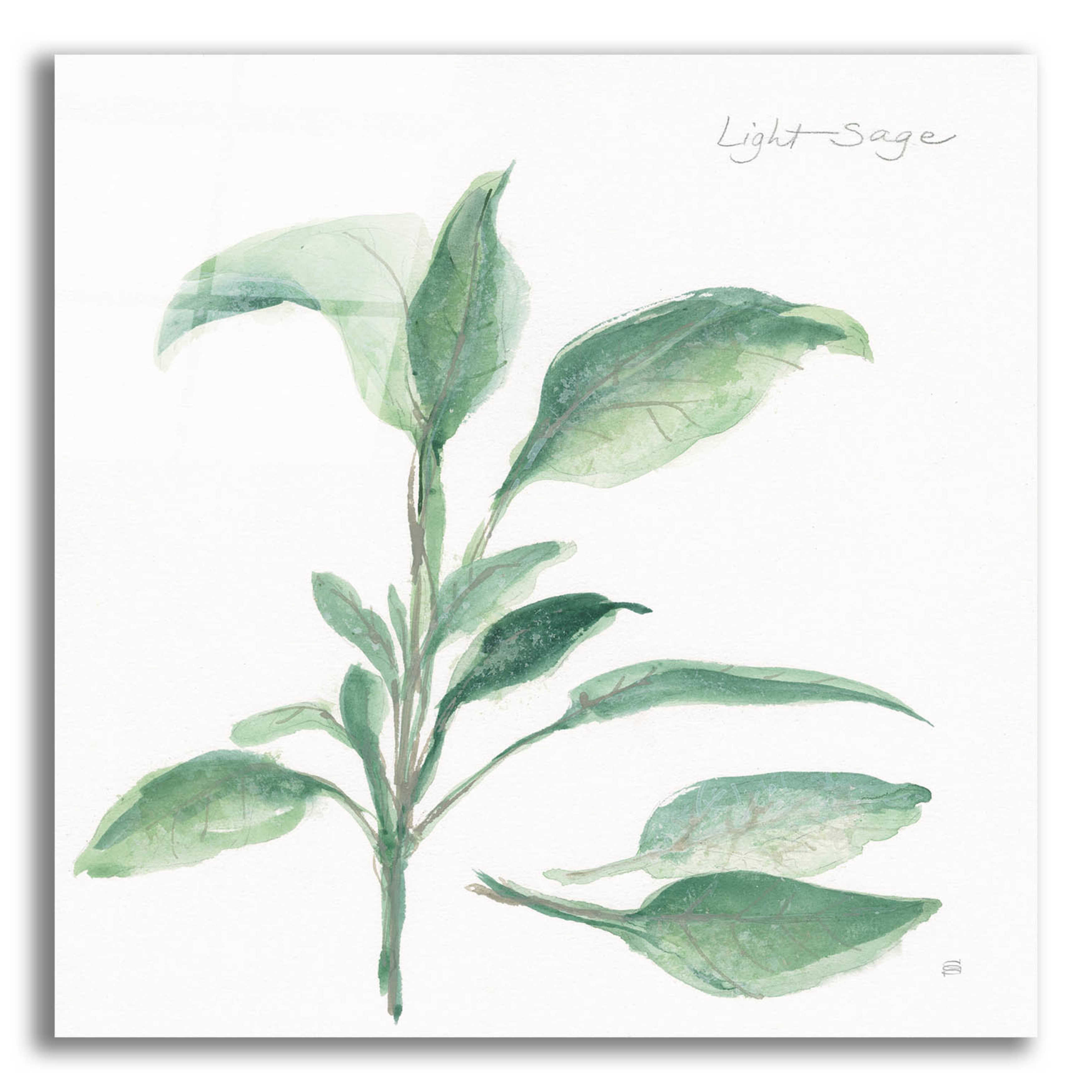 Red Barrel Studio® Sage II by Chris Paschke - Unframed Painting | Wayfair