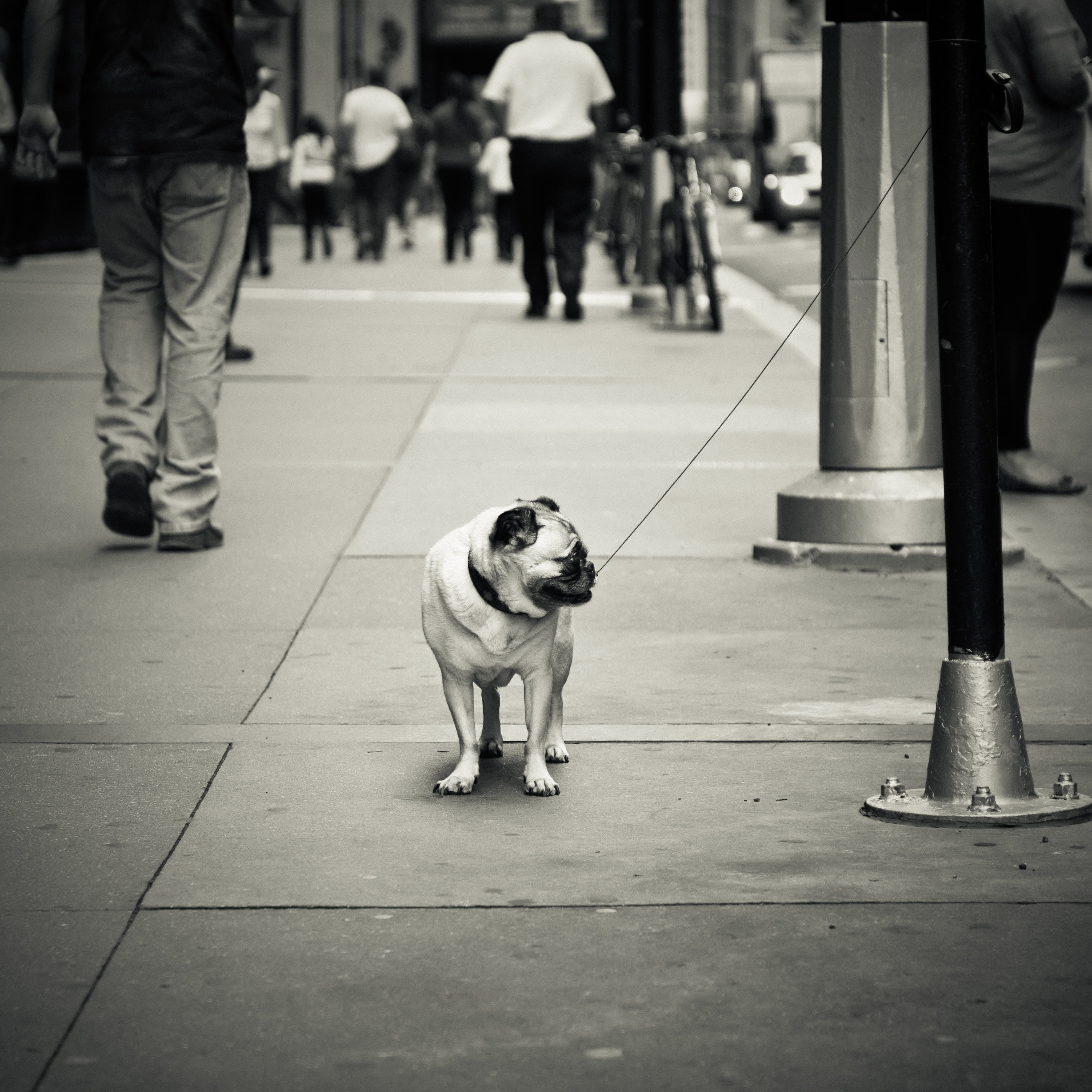 Hokku Designs Eltra Pug Tied To Post by Camrocker | Wayfair