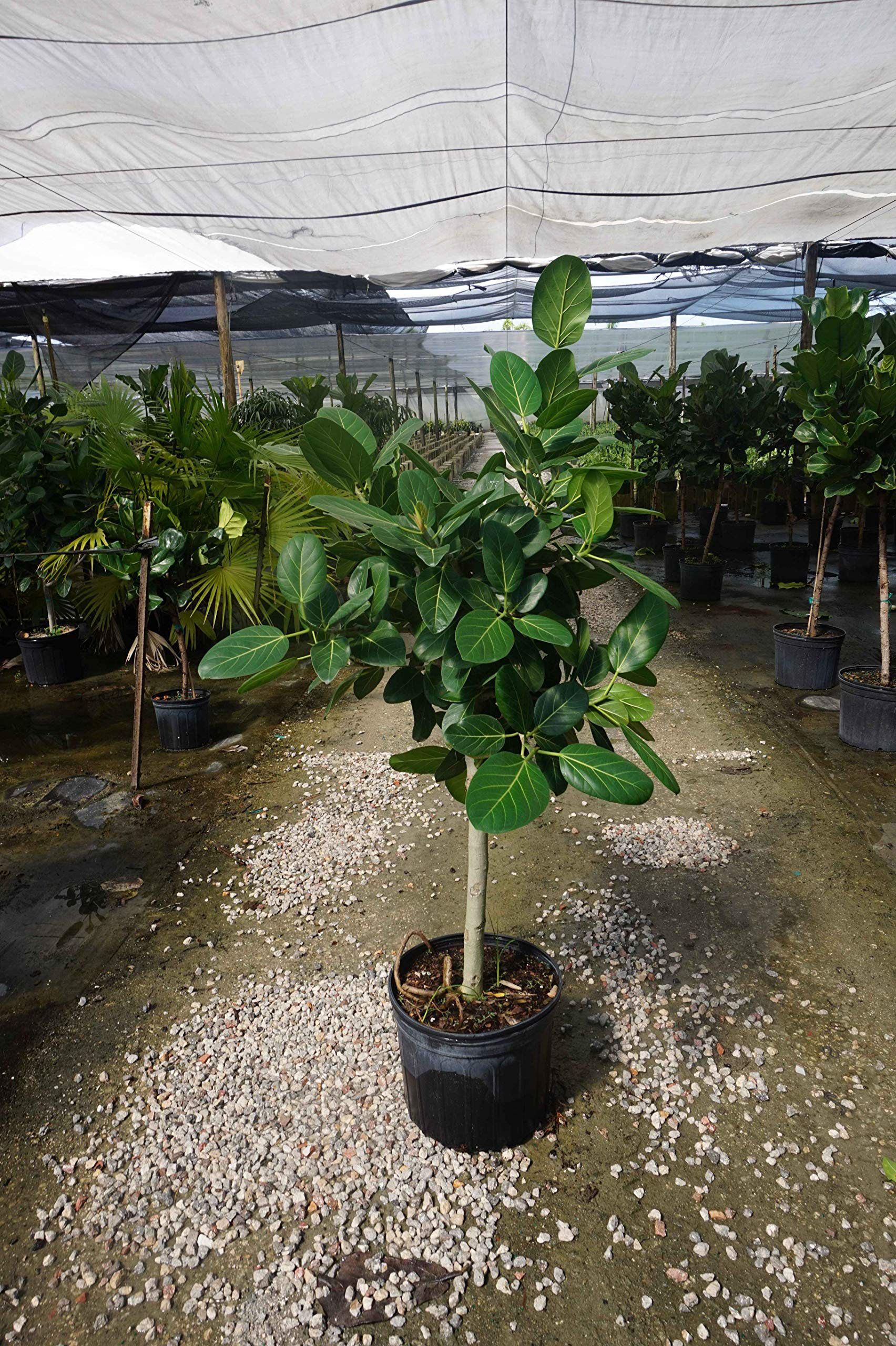Wekiva Foliage LLC Ficus Audrey Standard - Live Plant in a 10 Inch Pot ...