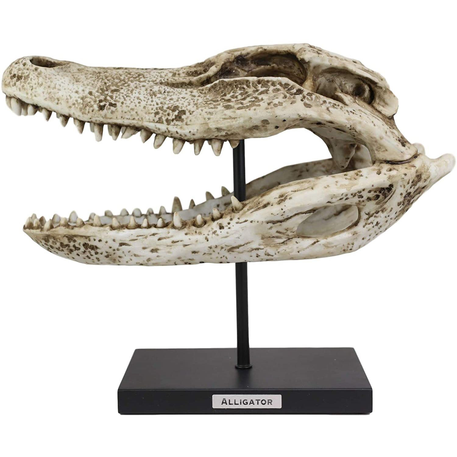 Trinx Ebros Faux Taxidermy Replica Alligator Fossil Skull Baring Jaws ...