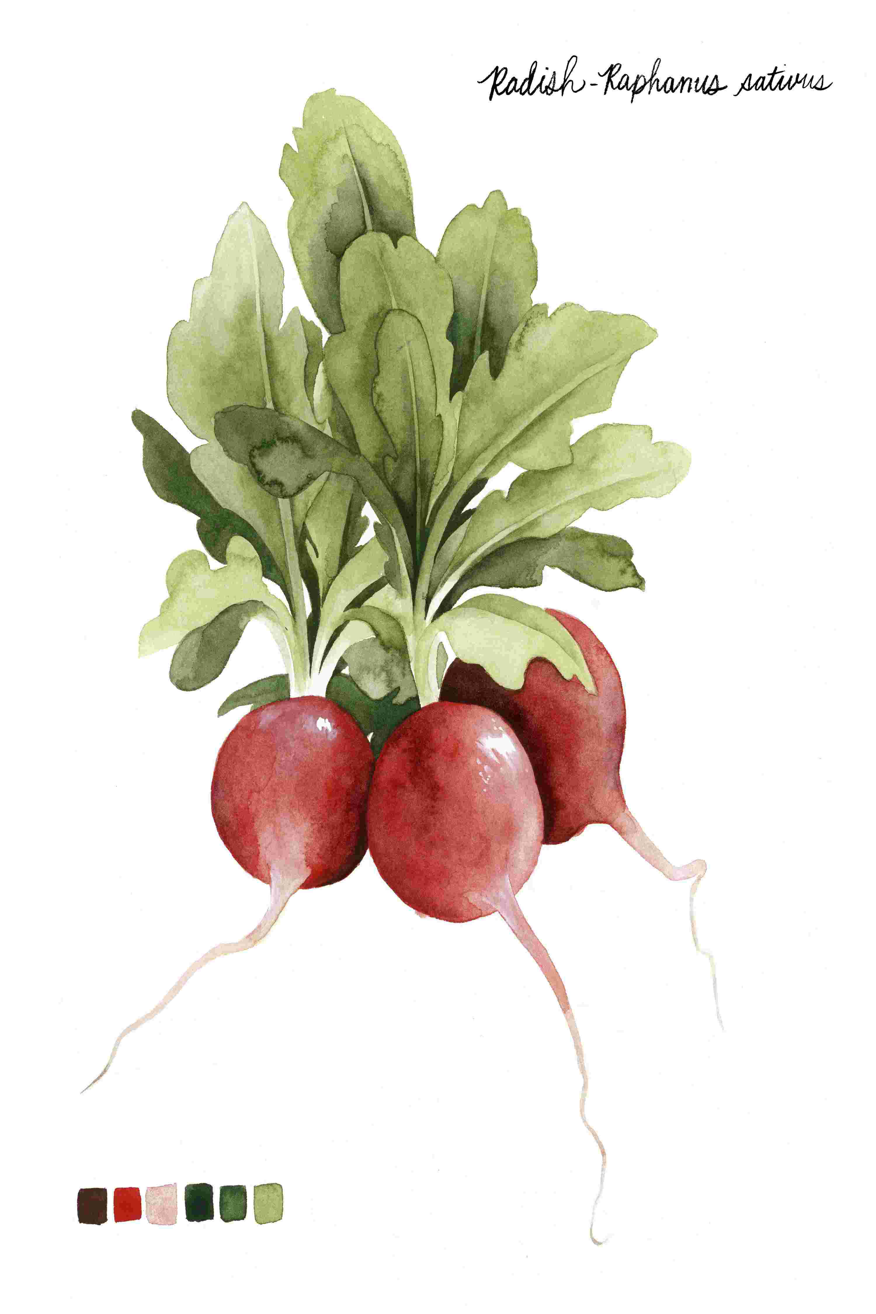 Rosalind Wheeler Root Vegetable IV - Wayfair Canada