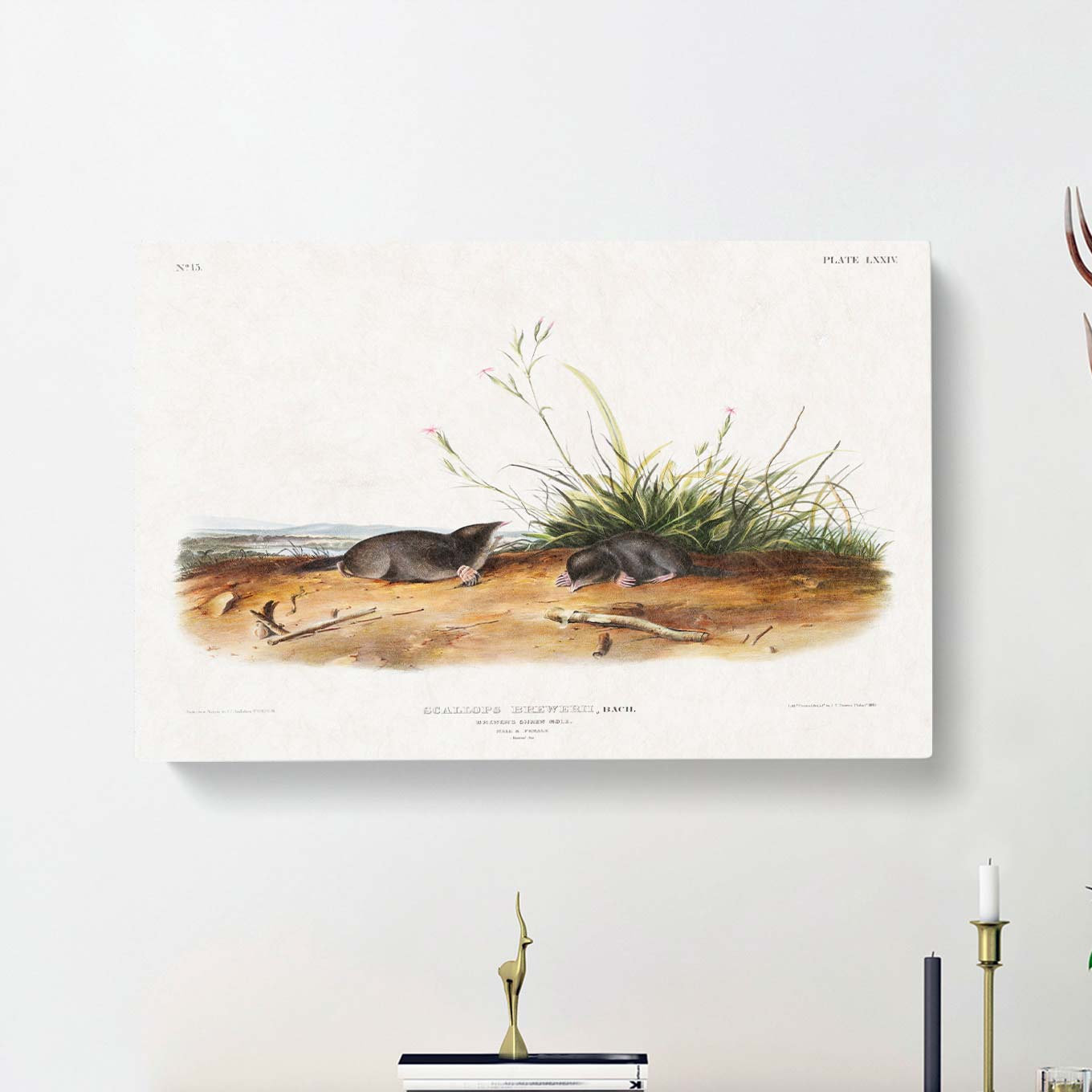 East Urban Home Shrew Moles by J.W. Audubon - Wrapped Canvas Painting ...