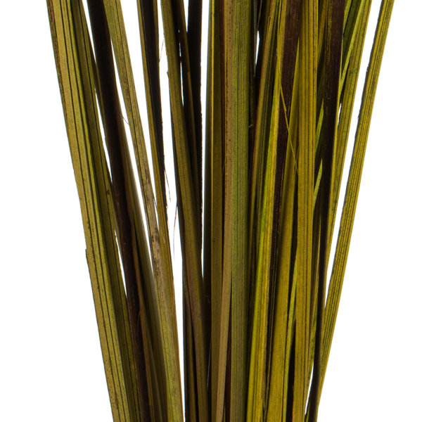 AllModern 28"-36" Splinter Grass Bundle, 22oz Dried & Reviews | Wayfair