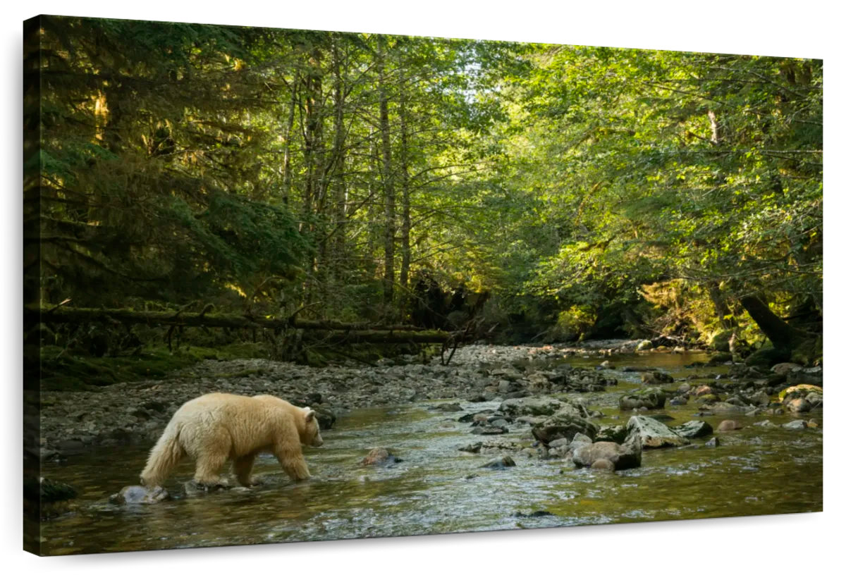 Ebern Designs Spirit Bear In Hartley Bay | Wayfair