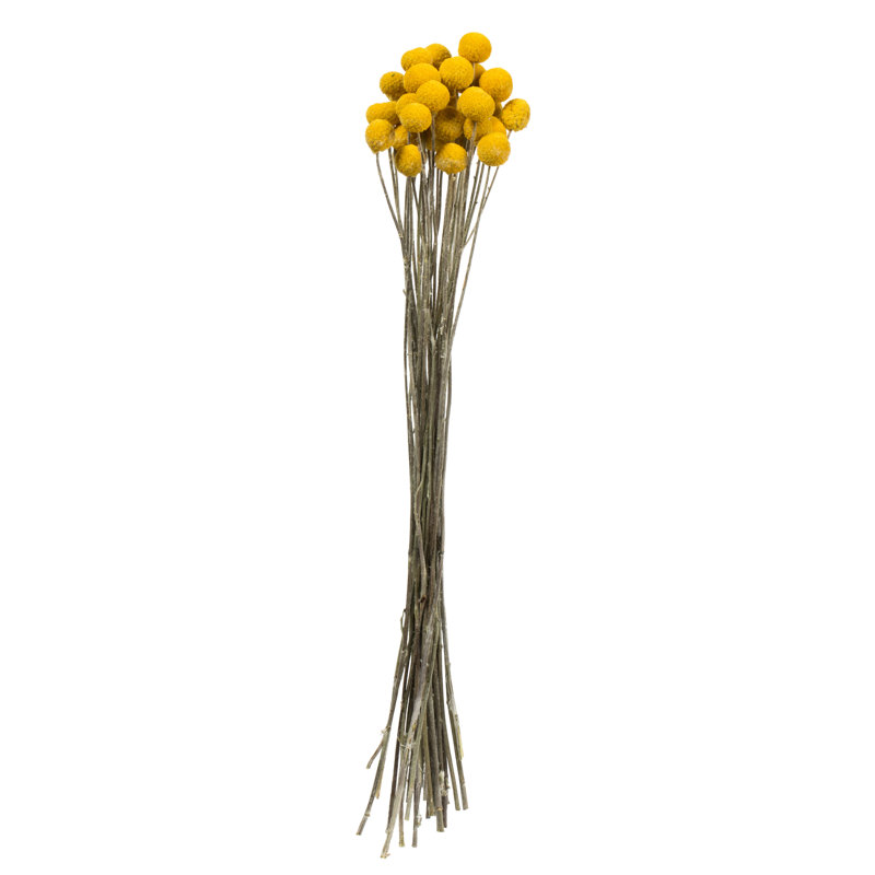 AllModern Billy Button Billy Button Flower Arrangement | Wayfair