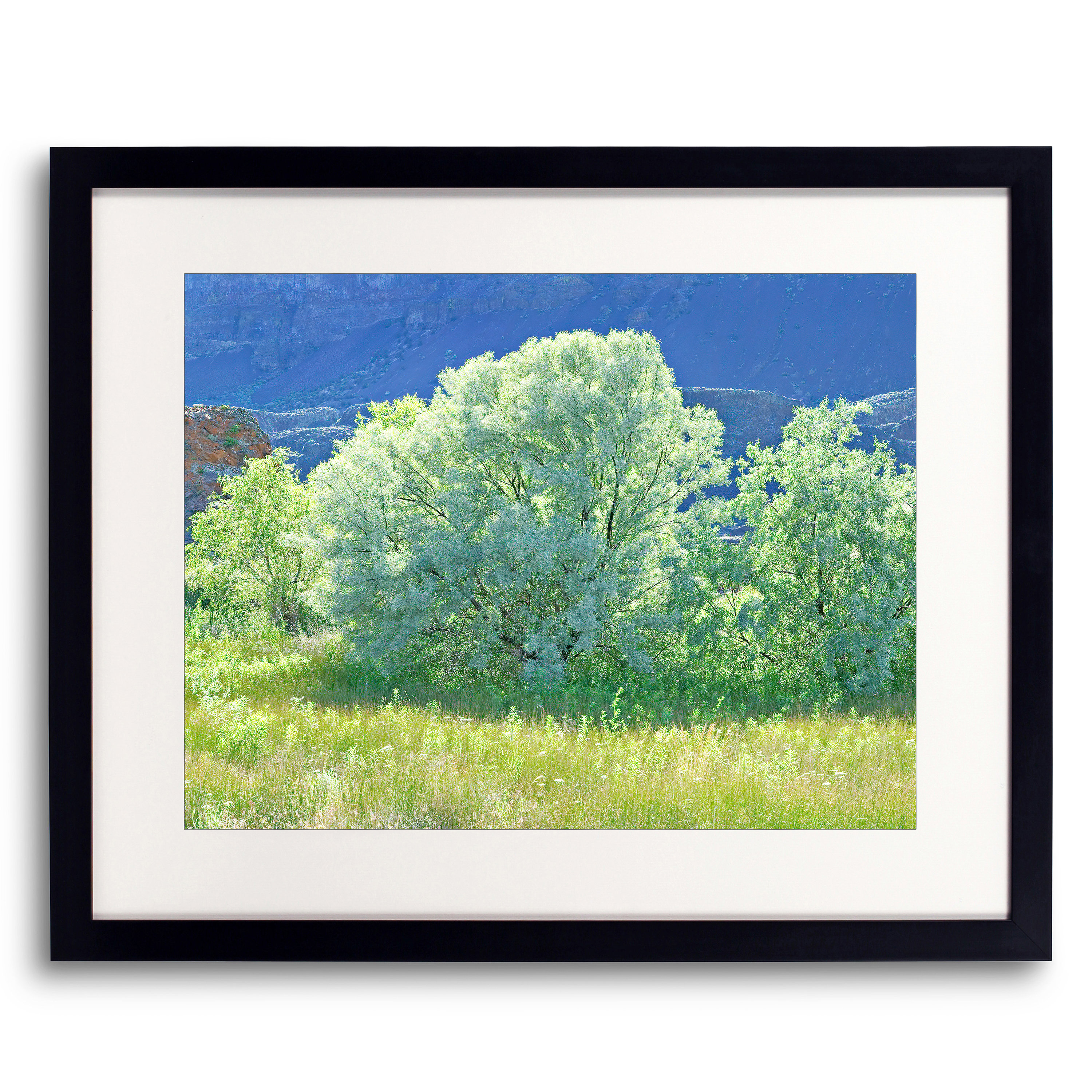 Made & Curated Spring Russian Olive Tree Design by Bruce Heinemann ...