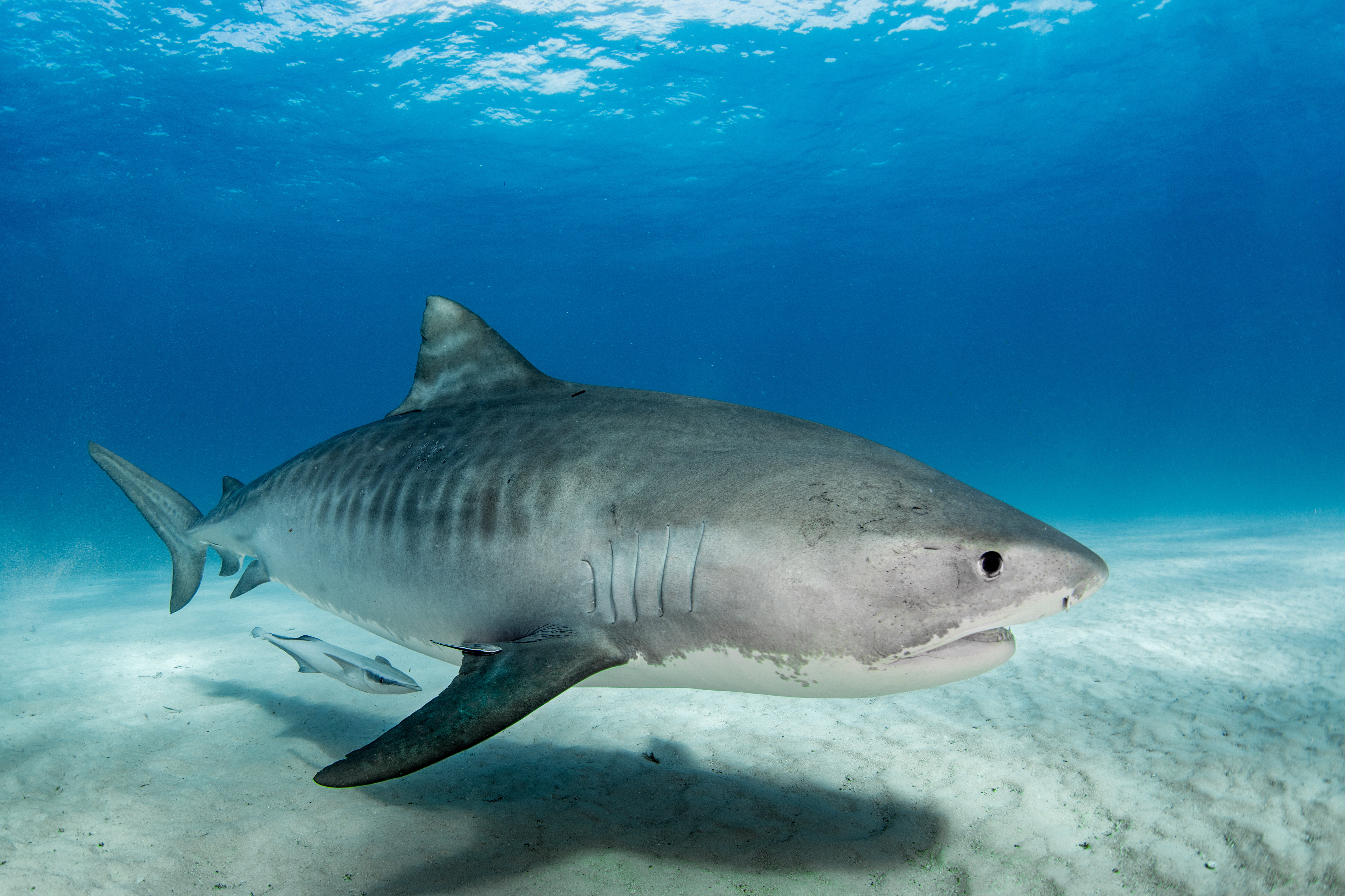 Highland Dunes Tiger Shark - Wayfair Canada