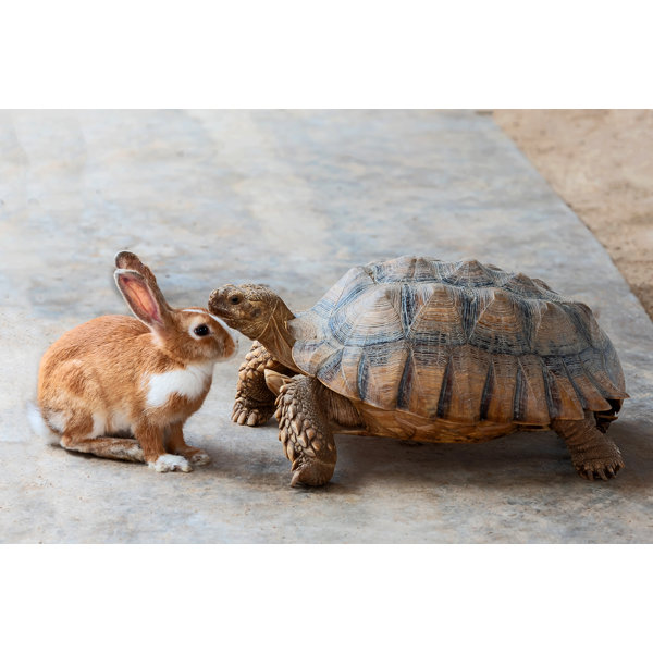 Ebern Designs Rabbit And Turtle On Canvas by Appfind Print | Wayfair