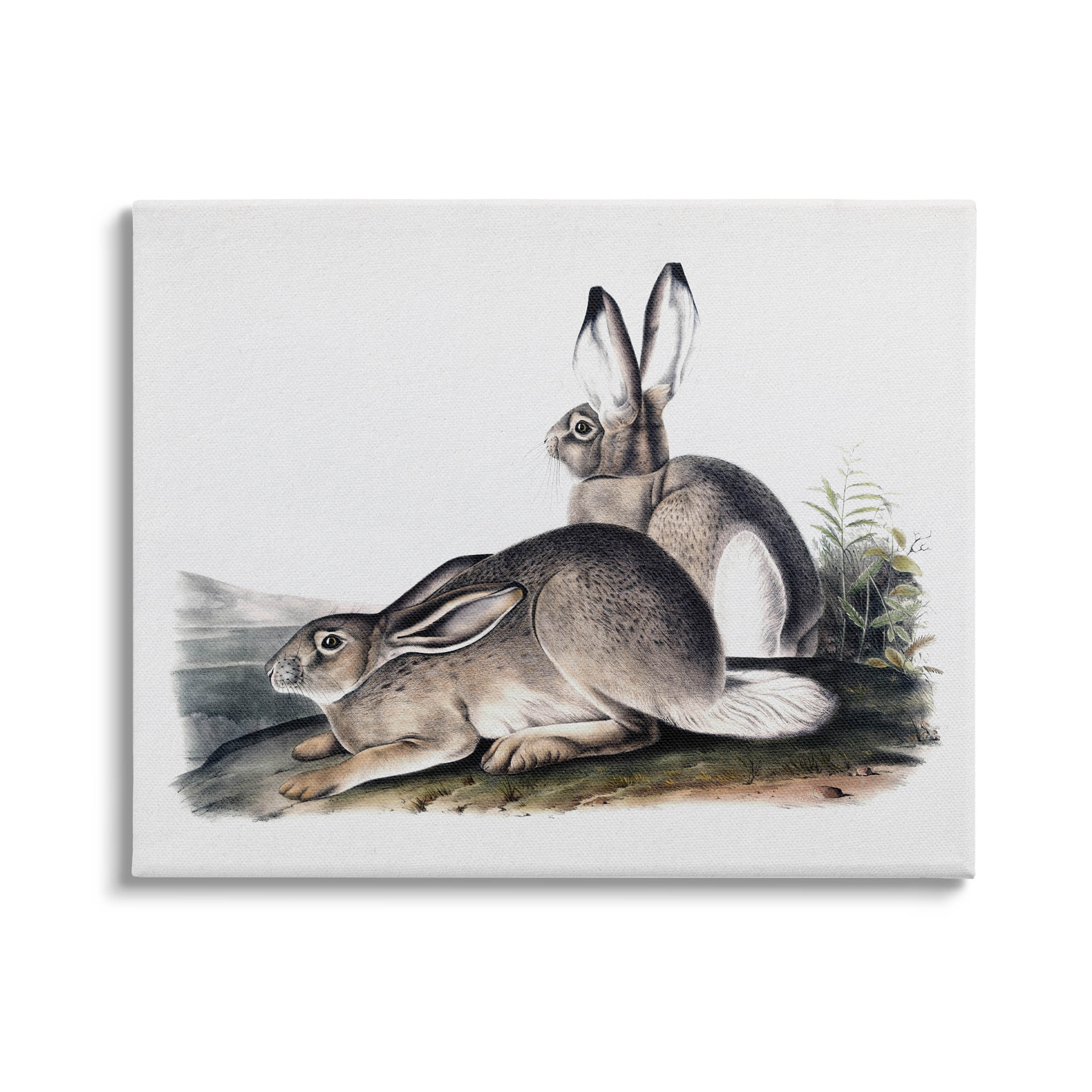 Stupell Industries Rabbit Duo Gazing Animals Canvas Wall Art By ...