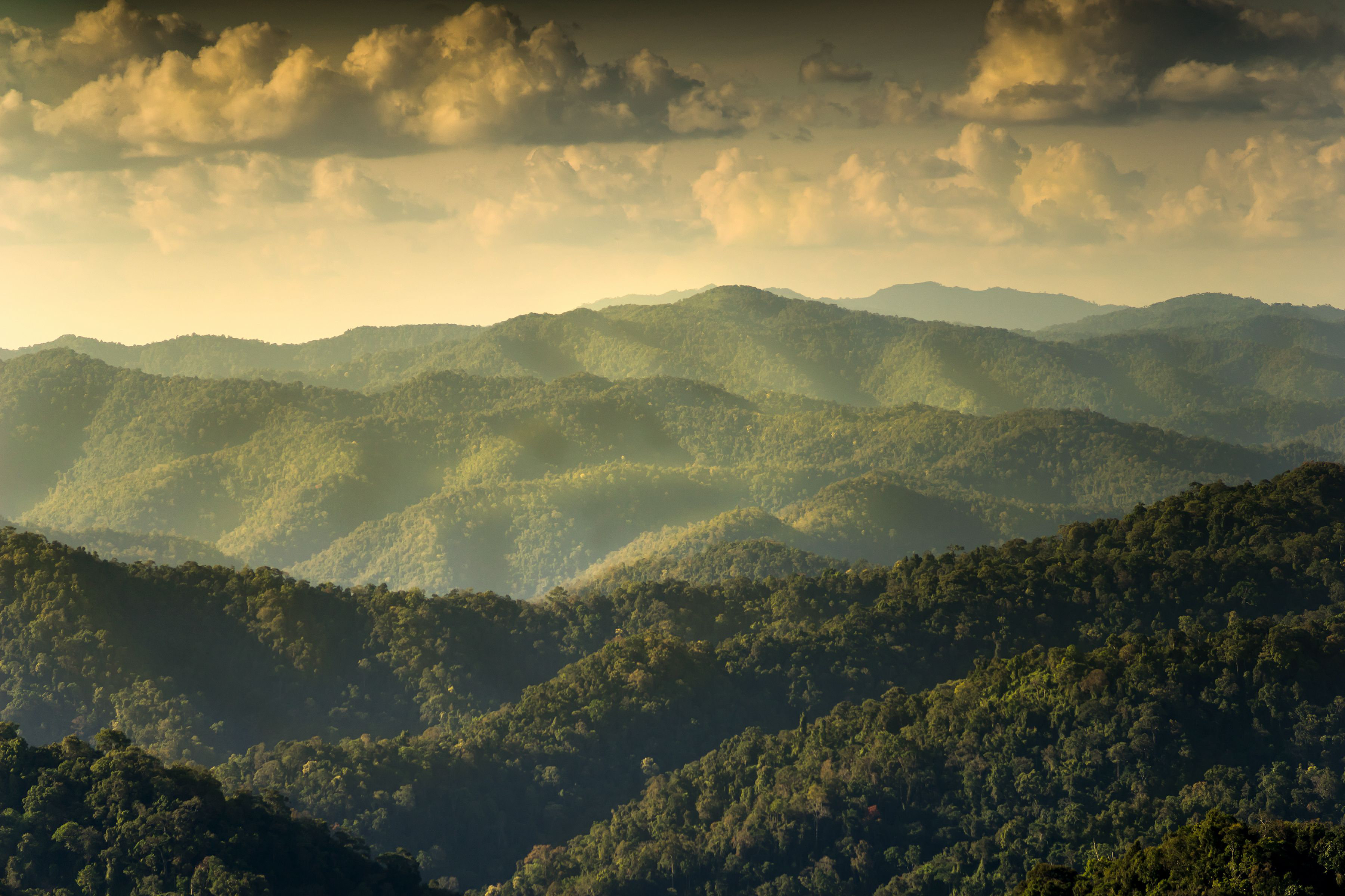 Millwood Pines Rainforest Mountain Landscape by Tanawatpontchour ...
