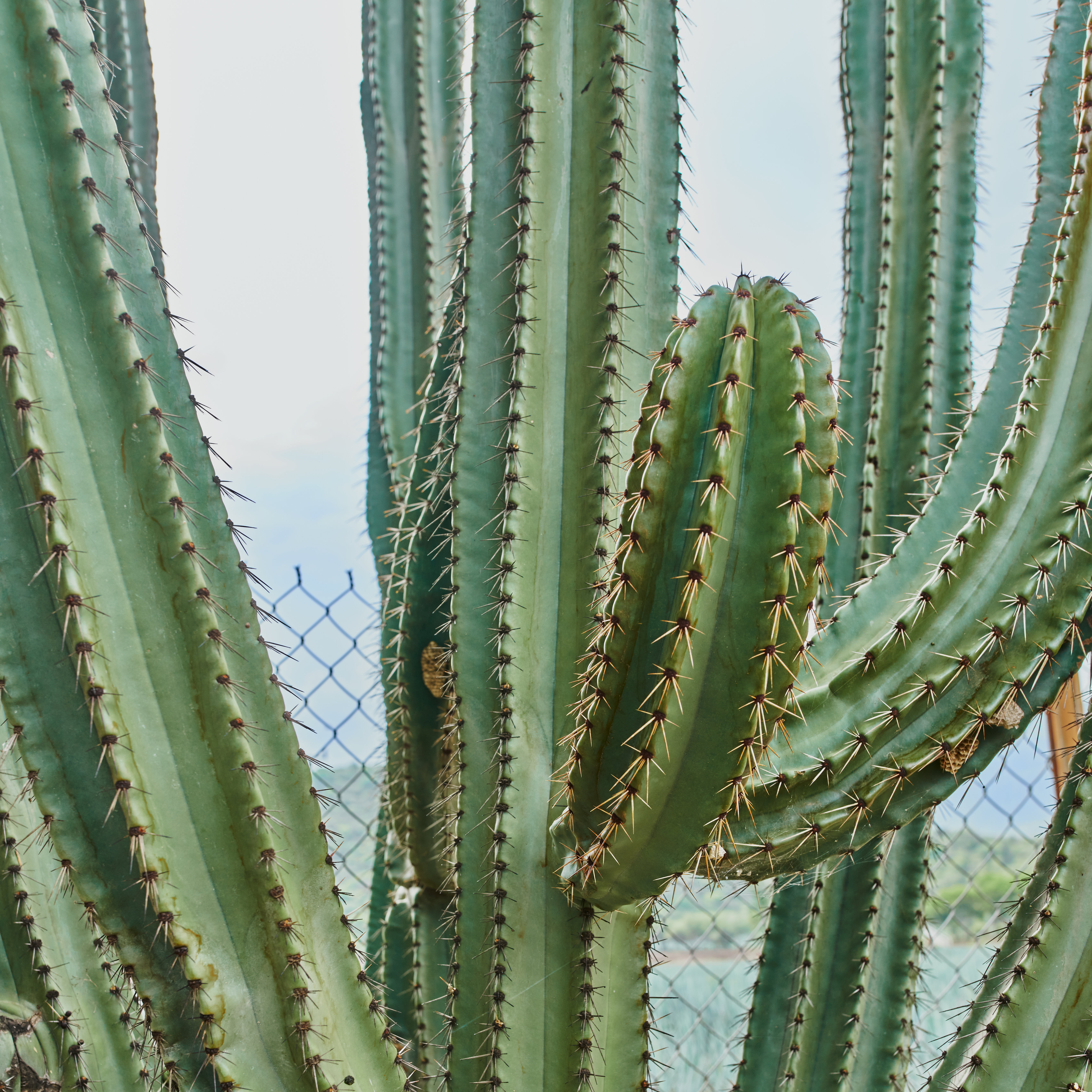 Union Rustic Kahana Cactus in Detail by German Zuazo Mendoza - Wrapped ...