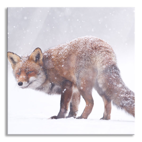 Union Rustic Red Fox In A Snow Flurry - No Frame Print on Glass ...
