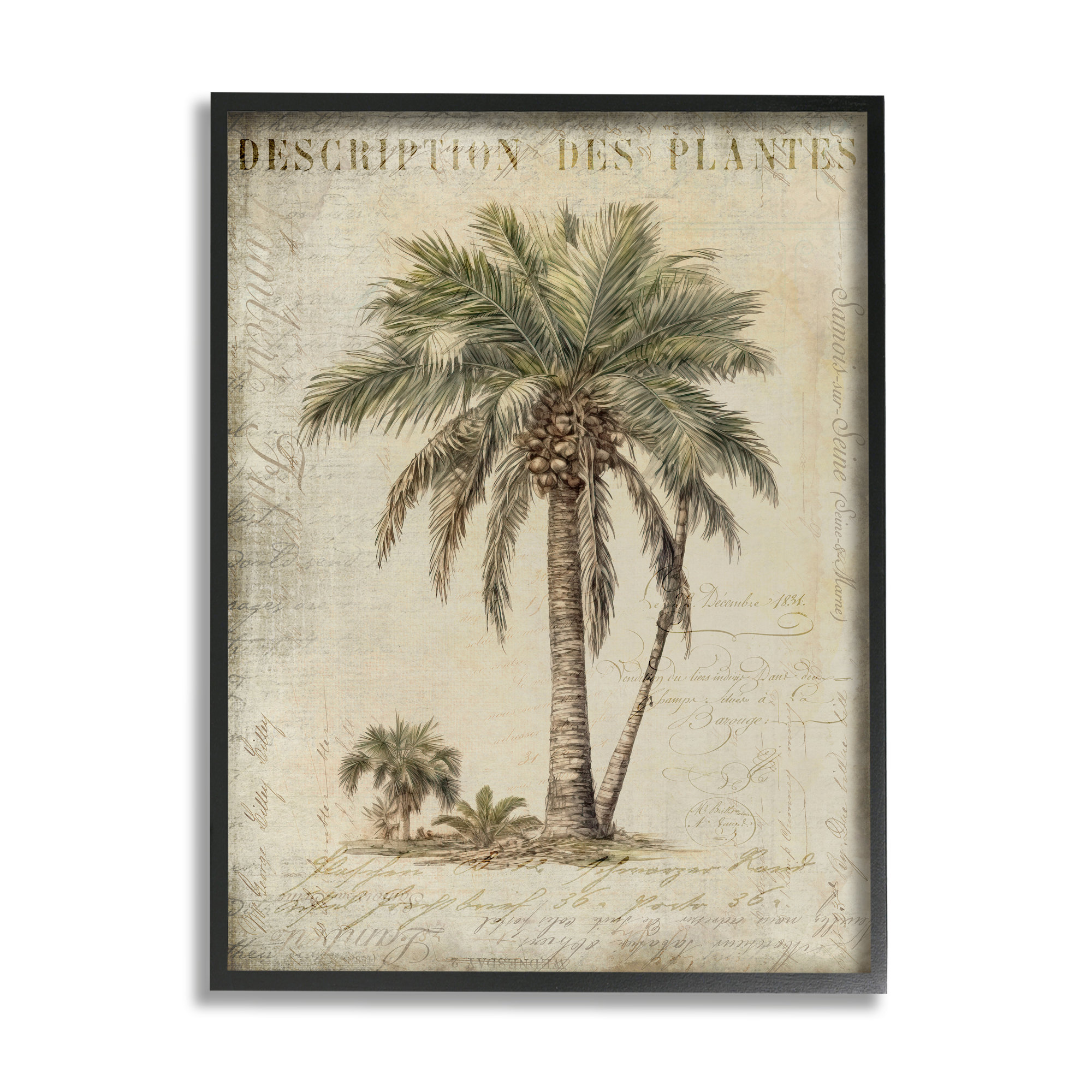 Stupell Industries Vintage Palm Tree Study Framed Giclee Art Design By ...