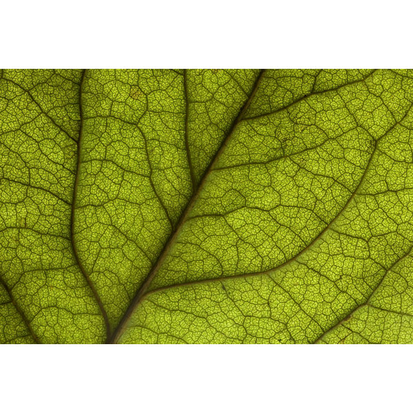 Ebern Designs " Macro Backlit Rose Leaf " by Gordo25 - Wayfair Canada
