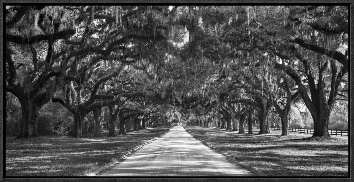 Global Gallery Tree Lined Plantation Entrance, South Carolina Framed ...