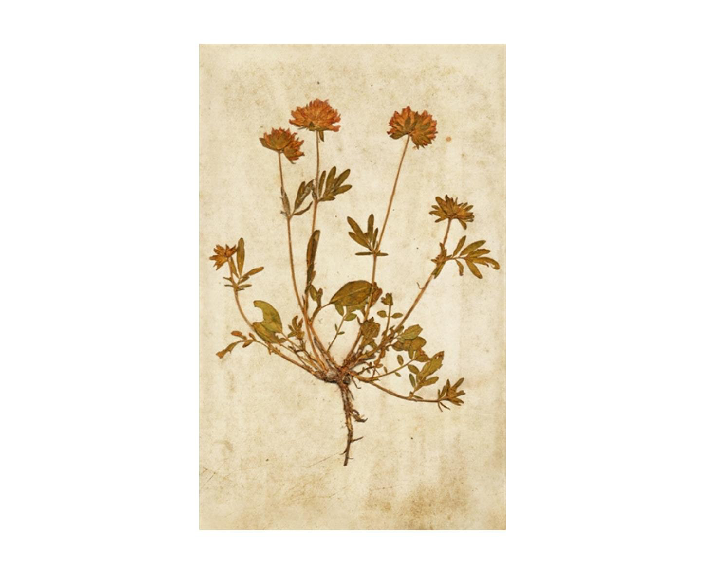 Chelsea Art Studio Pressed Flowers VI by Michelle Bennett - Graphic Art ...
