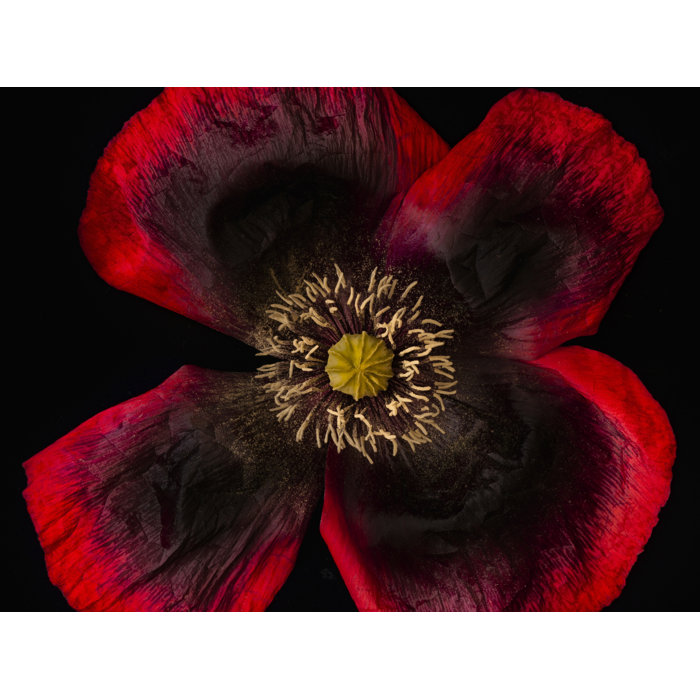 Made & Curated Harold Davis Papaver Somniferum Framed by Harold Davis ...