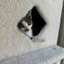 Armarkat 78" Premium Classic Real Wood Jackson Galaxy Approved Cat Tree ...