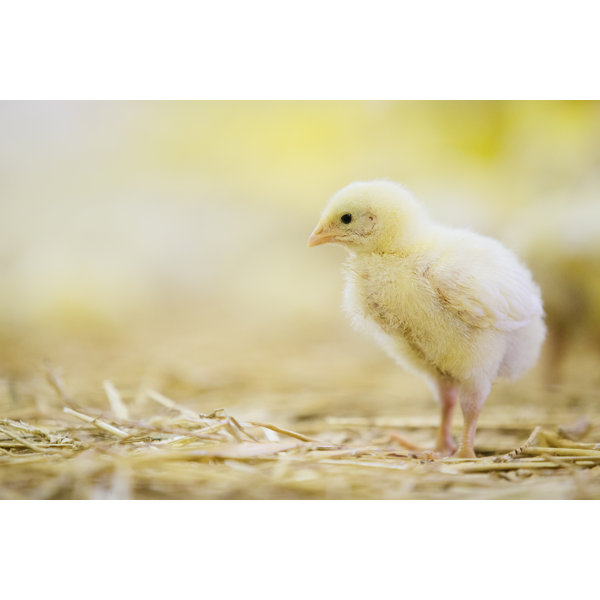 17 Stories Yellow Chicken Hen by Milanvirijevic - Print | Wayfair.co.uk
