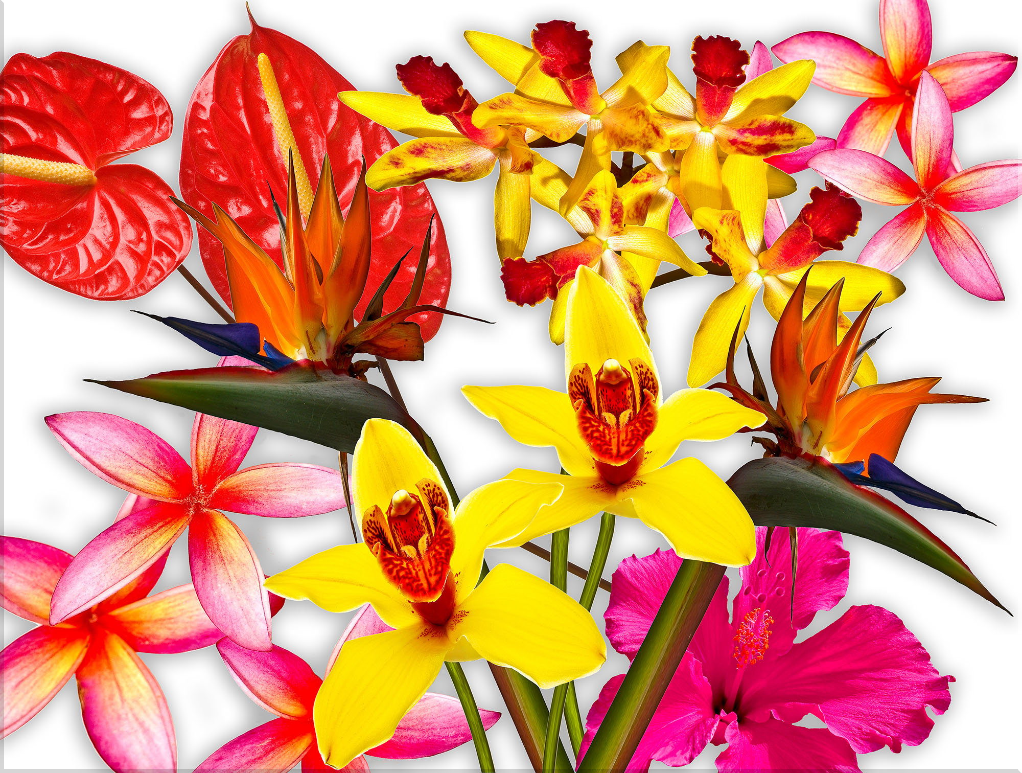 RFA Decor Flower Pop by Larry Laslo - Wrapped Canvas Graphic Art | Wayfair