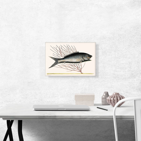 ARTCANVAS " Bone Fish " by Mark Catesby on Canvas | Wayfair