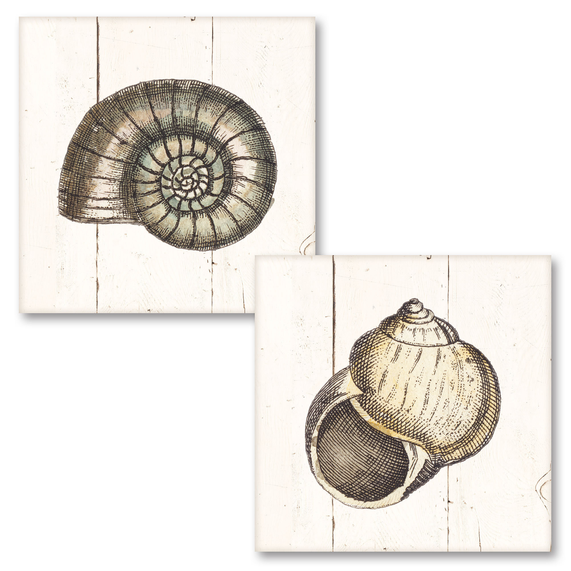 Highland Dunes 'Shell Sketches Shiplap I & II' 2 Piece Drawing Print ...