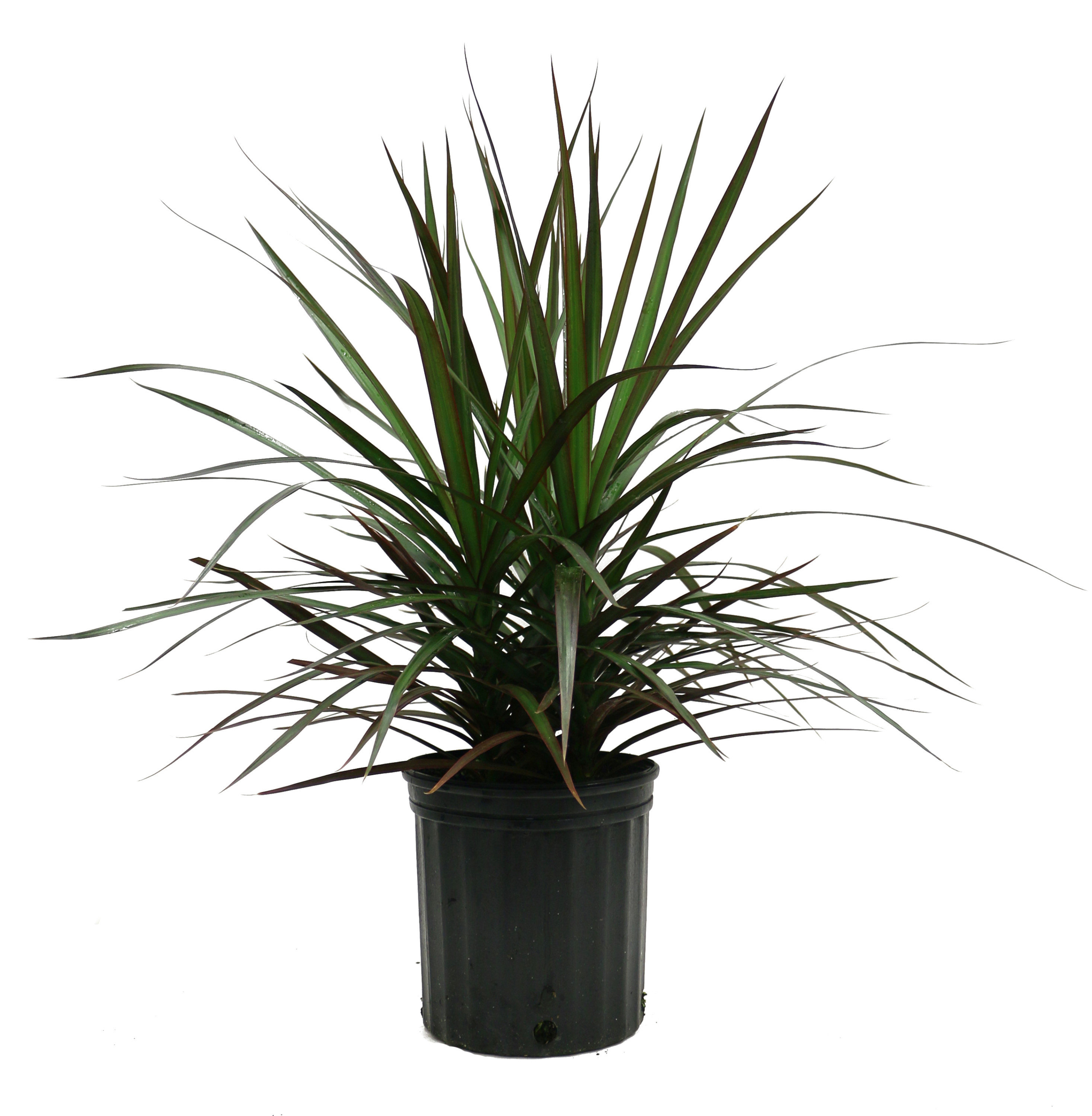 Costa Farms Indoor Dracaena Marginata Madagascar Dragon Tree House ...