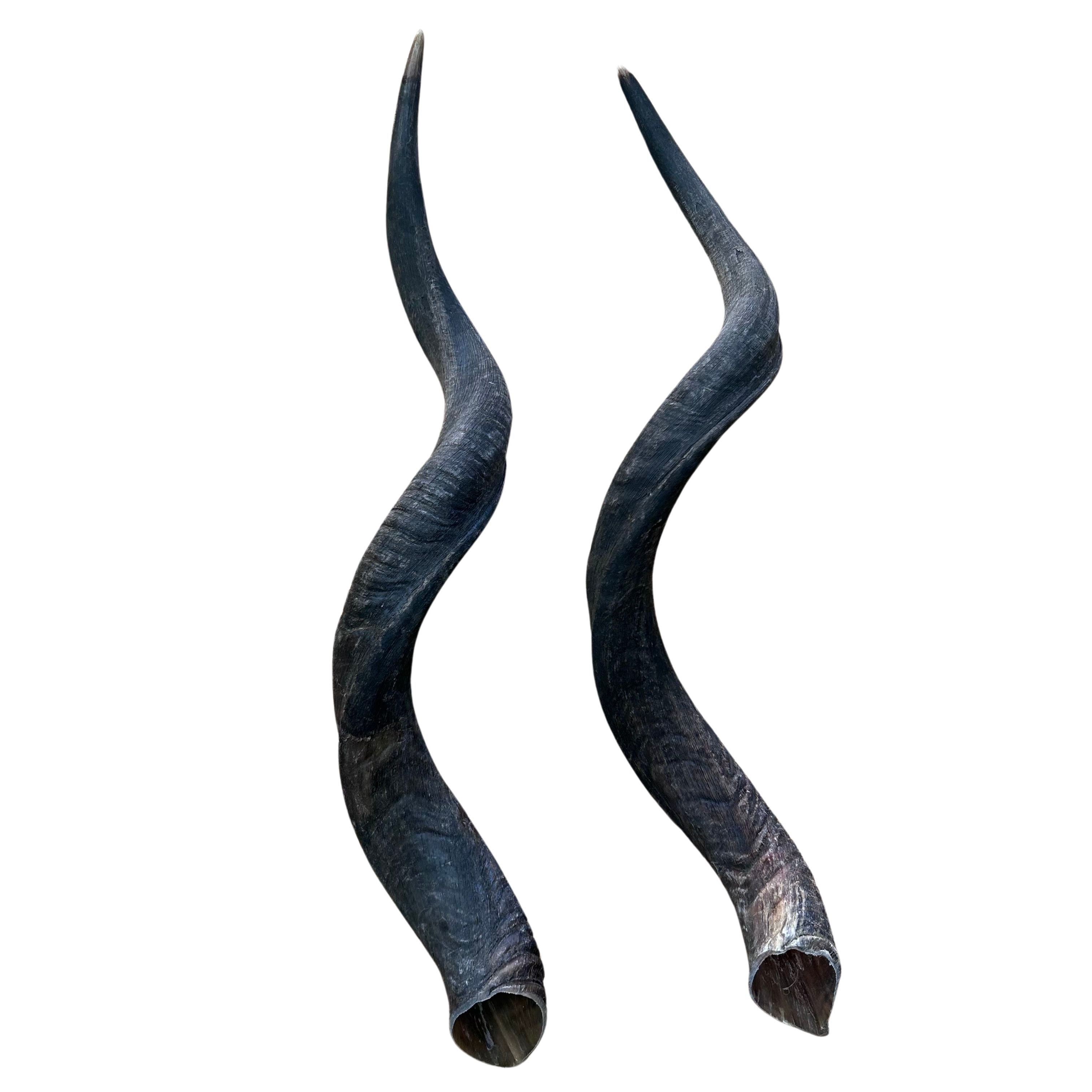 Loon Peak® Large Natural Kudu Horn - Real Animal Horn - Wayfair Canada