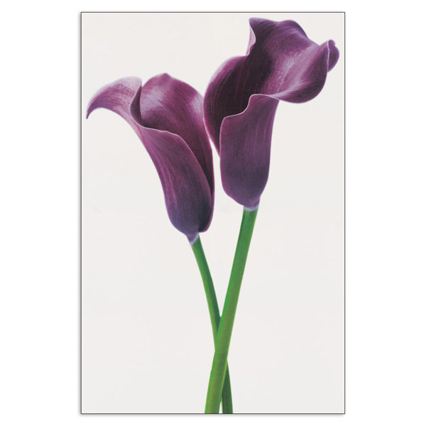 East Urban Home Schild „Pueple Calla Lilies“ von Innes, Fotodruck ...