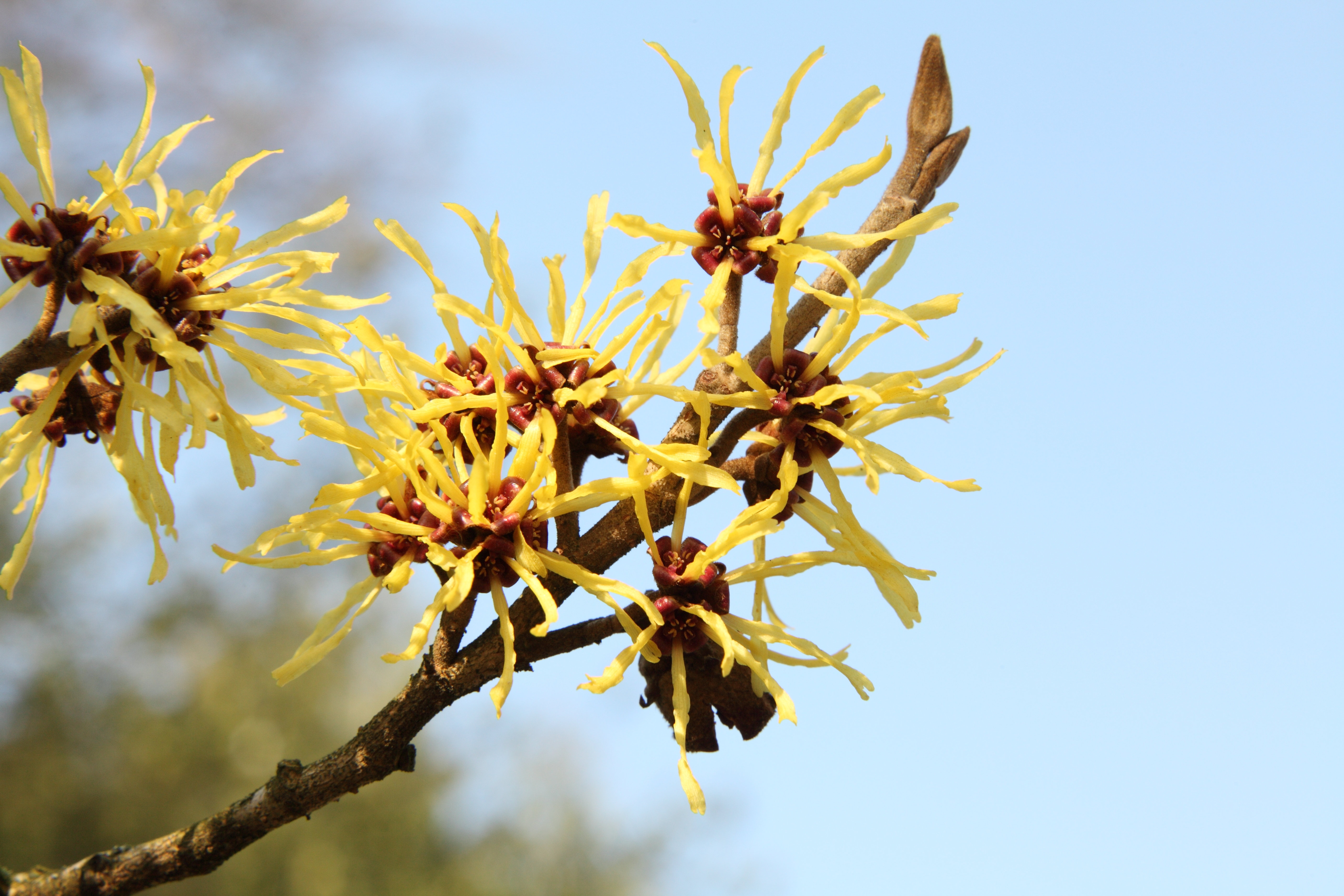 Latitude Run® Hamamelis in Front of Blue Sky by Schmitzolaf | Wayfair