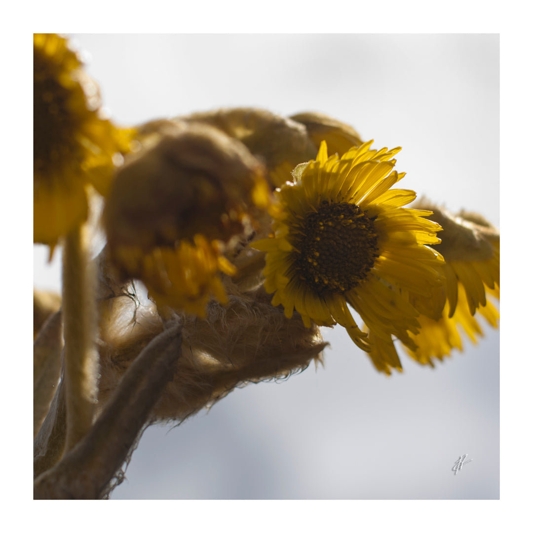 Robert Allen Paramo Flower by Angel Alberto Cardenas - Unframed ...