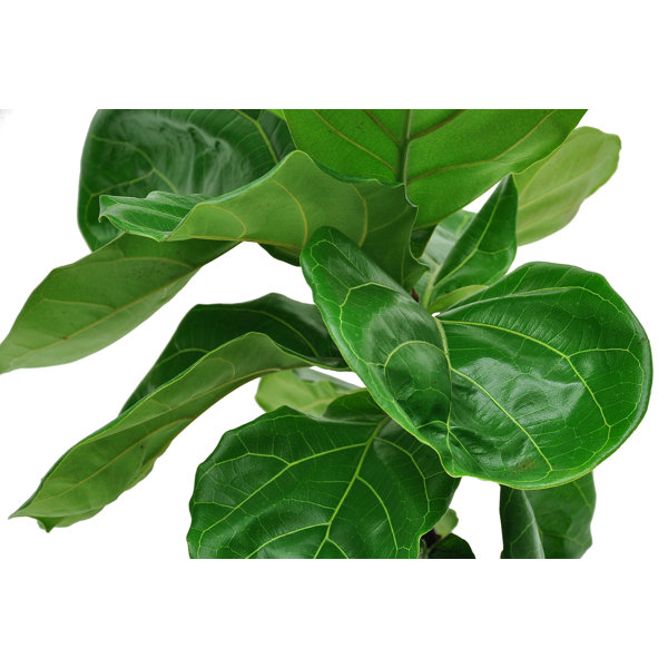Costa Farms Live Fiddle Leaf Fig Plant in Nursery Pot & Reviews | Perigold