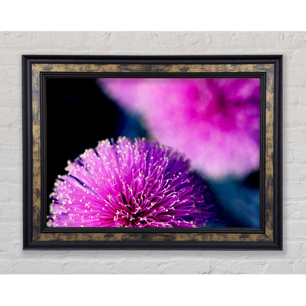 Bright Star Cerise Pink Pom Poms - Single Picture Frame Print | Wayfair ...