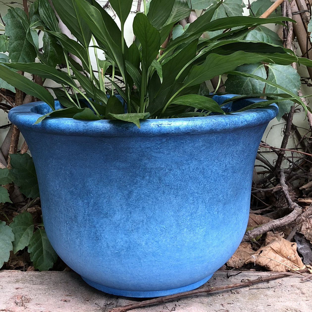 World Menagerie Marisol Low Bell Pot Planter | Wayfair