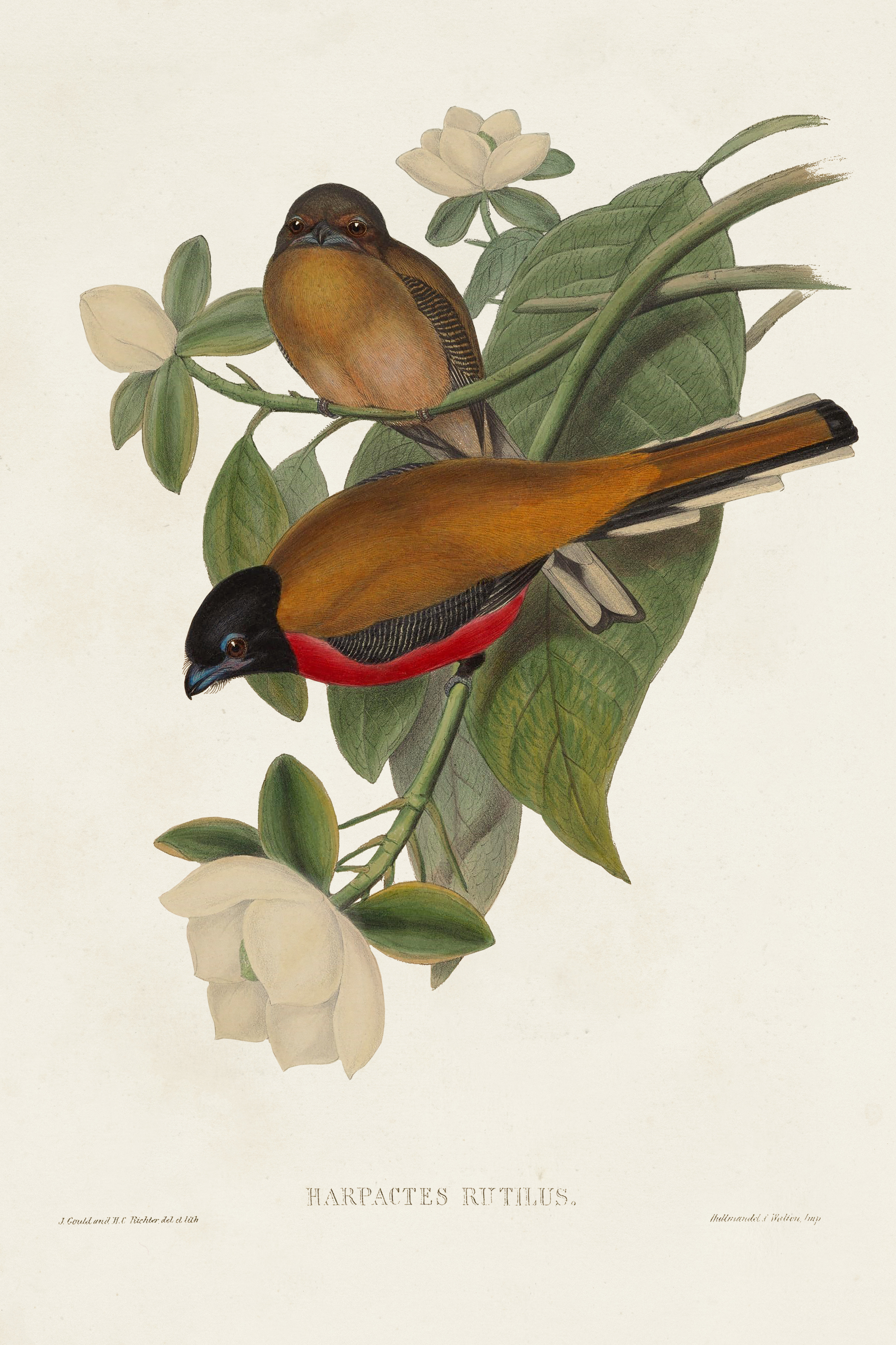 Red Barrel Studio Elegant Trogons VIII - Wayfair Canada