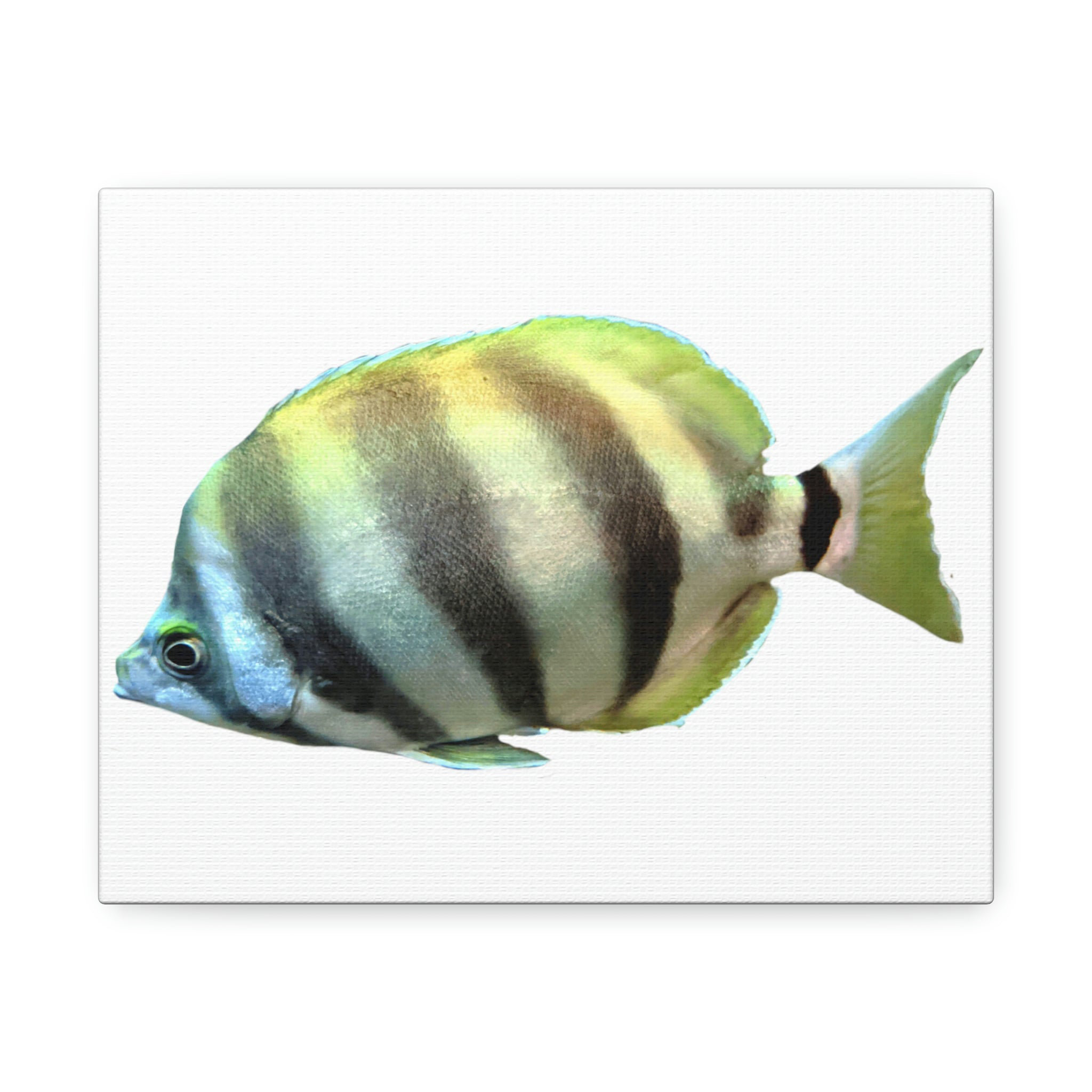 Rosalind Wheeler Striped Fish by Kelly Johnson - Wrapped Canvas Graphic ...