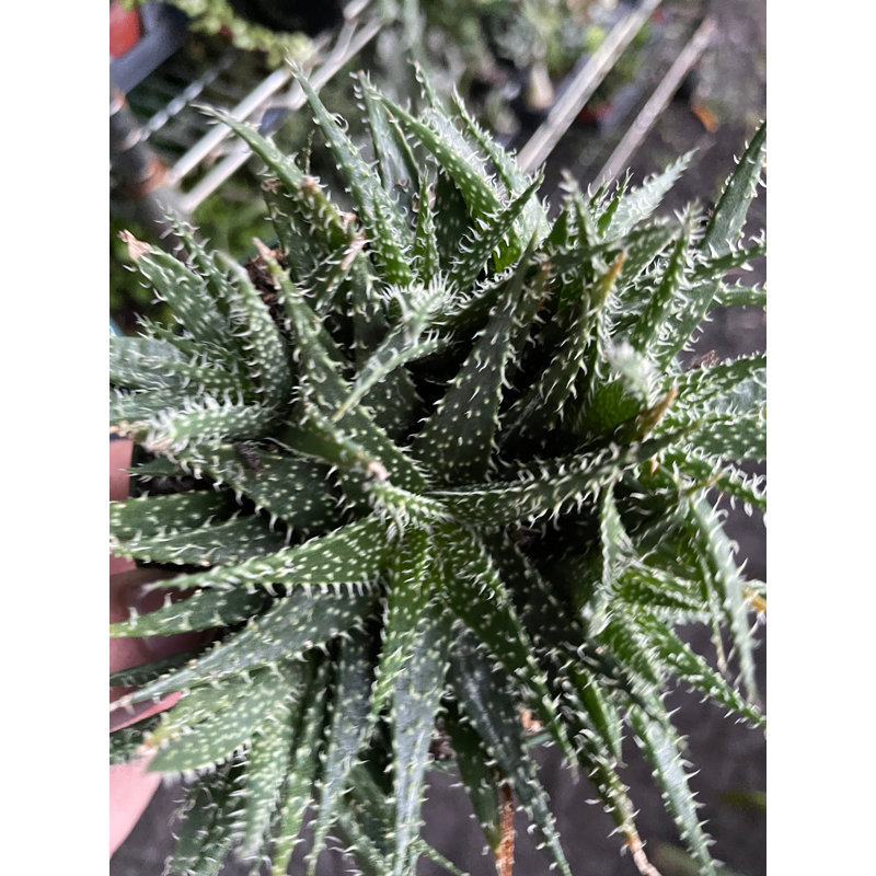 Florida House Plants Full Lace Aloe Big Haworthia In 4 Inch Pot | Wayfair