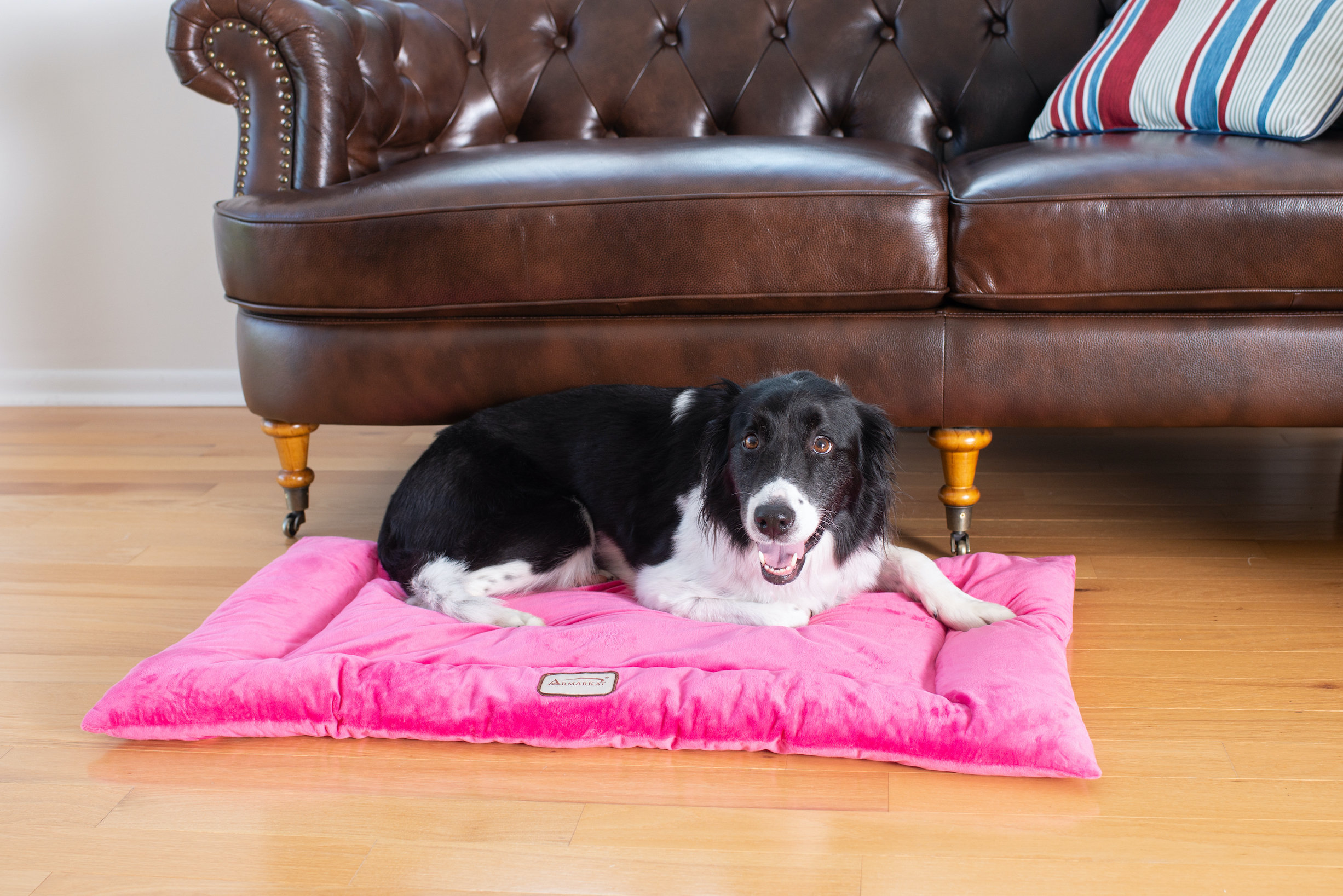 Armarkat Soft Velvet Dog Mat & Reviews - Wayfair Canada