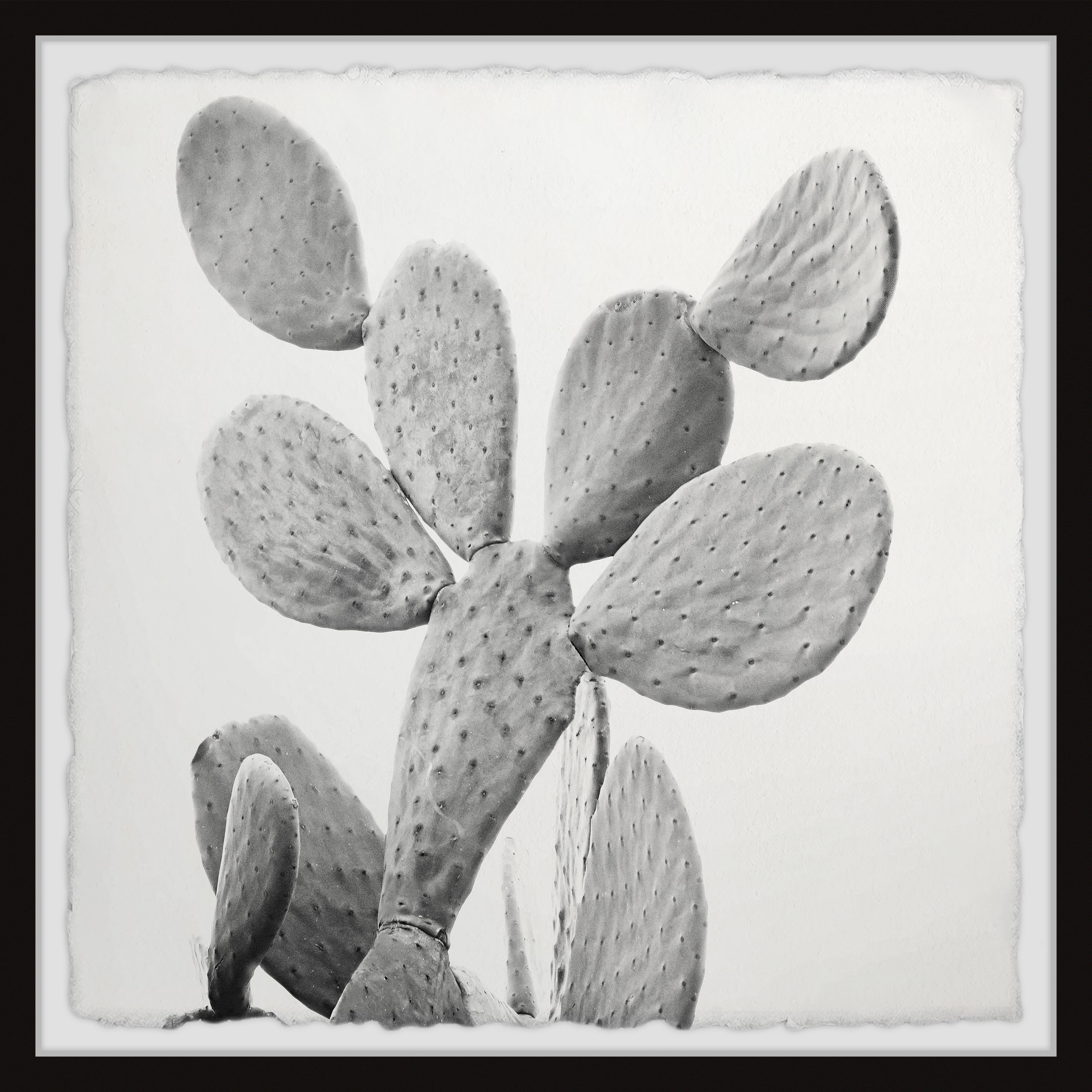Foundry Select Khaleem Branching Out' Framed Photographic Print in Gray ...