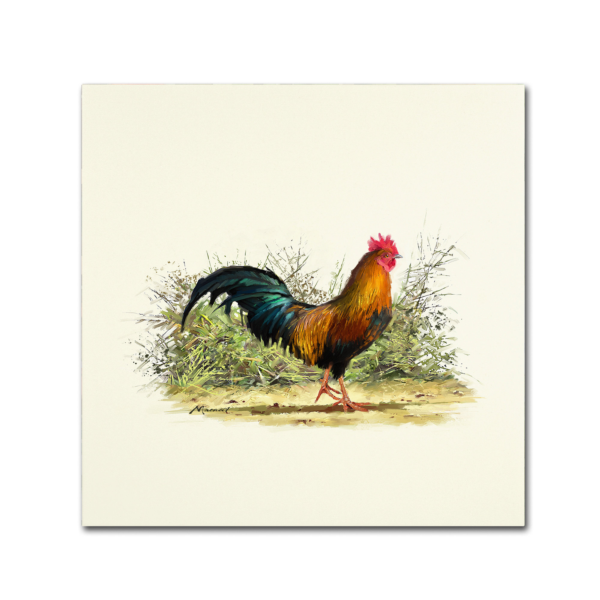 Trademark Fine Art 'Cockerel' Print on Canvas | Wayfair