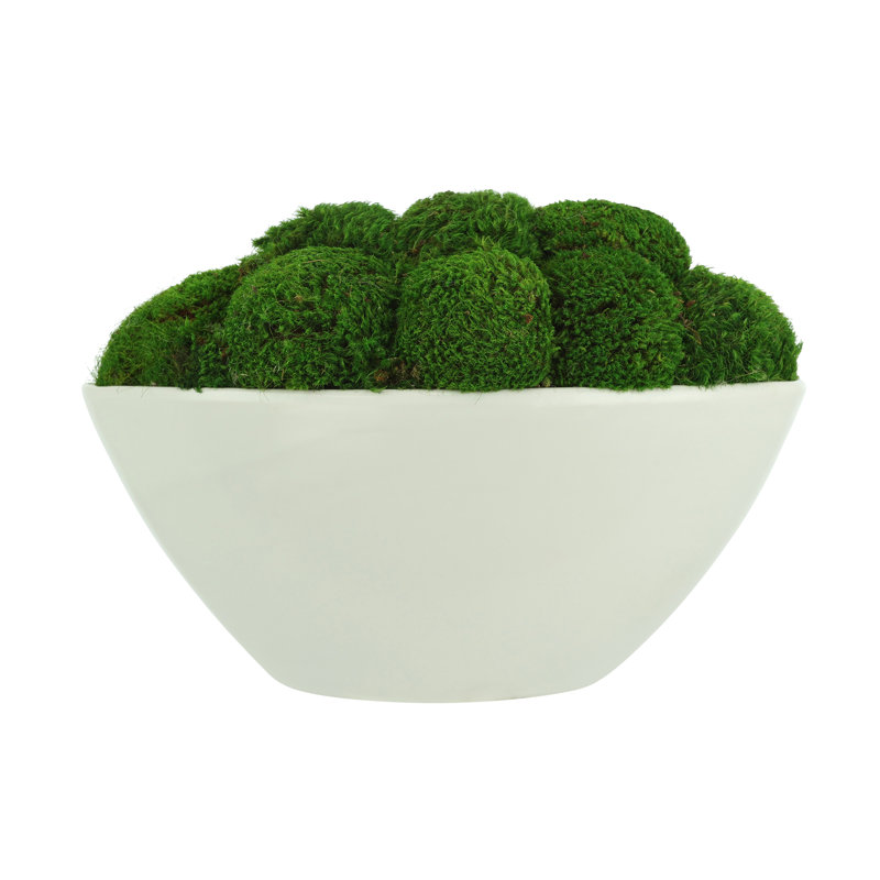 Primrue Mood Moss Arranged in Ceramic Pot | Wayfair